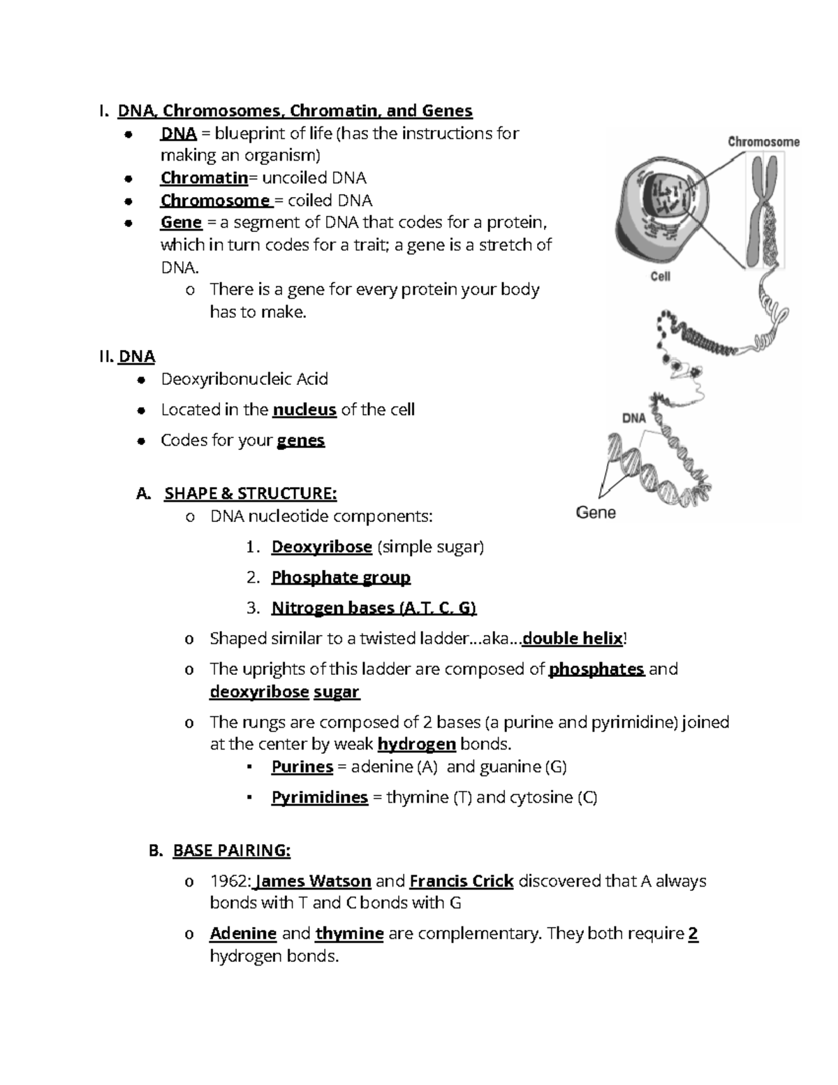 DNA Review - Descriptive information you will need to know about DNA ...