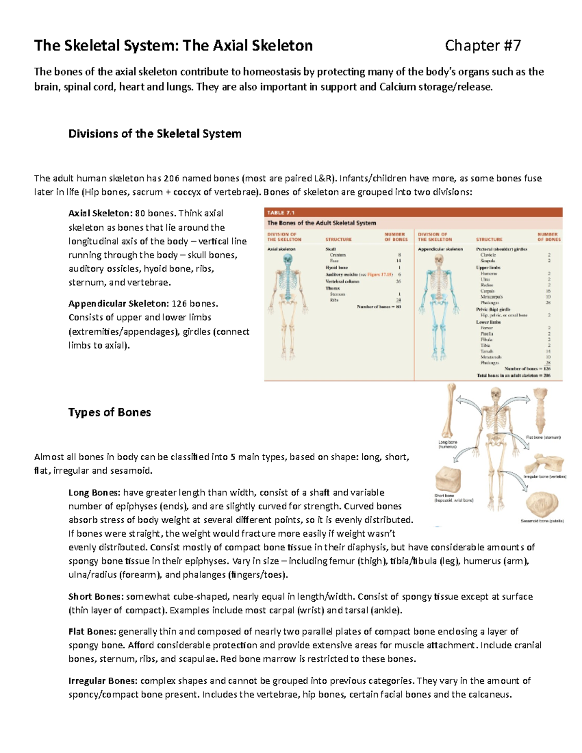 Chapter Seven - The Skeletal System: The Axial Skeleton Chapter The ...