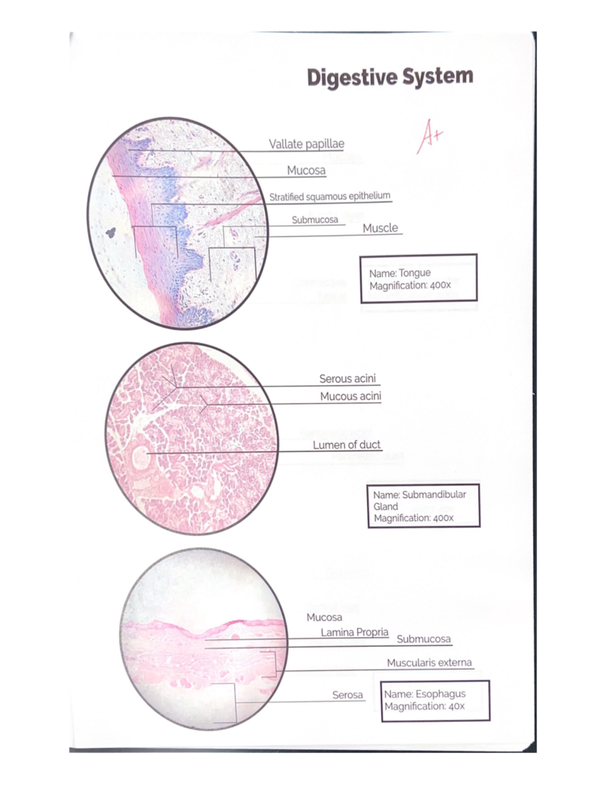Digestive System - Project Assignment - identify different cells for ...