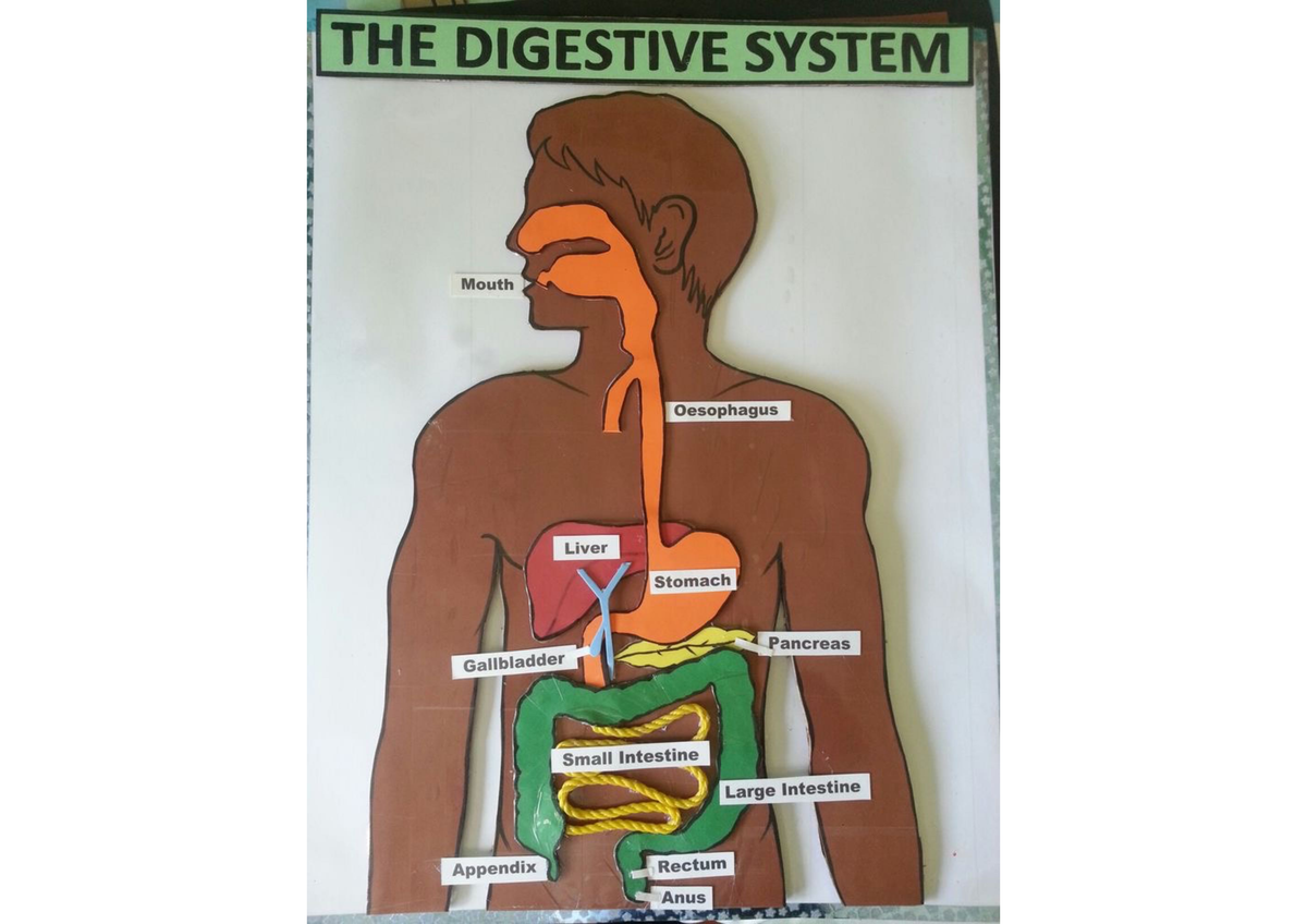 Learning about anatomy - HE DIGESTIVE SYSTEM Mouth Oesophagus Liver ...