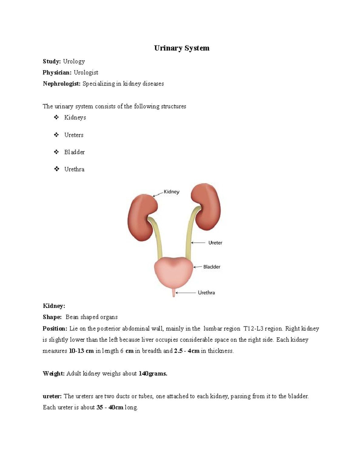 Urinary%20system - Urinary System Snippets - Urinary System Study ...