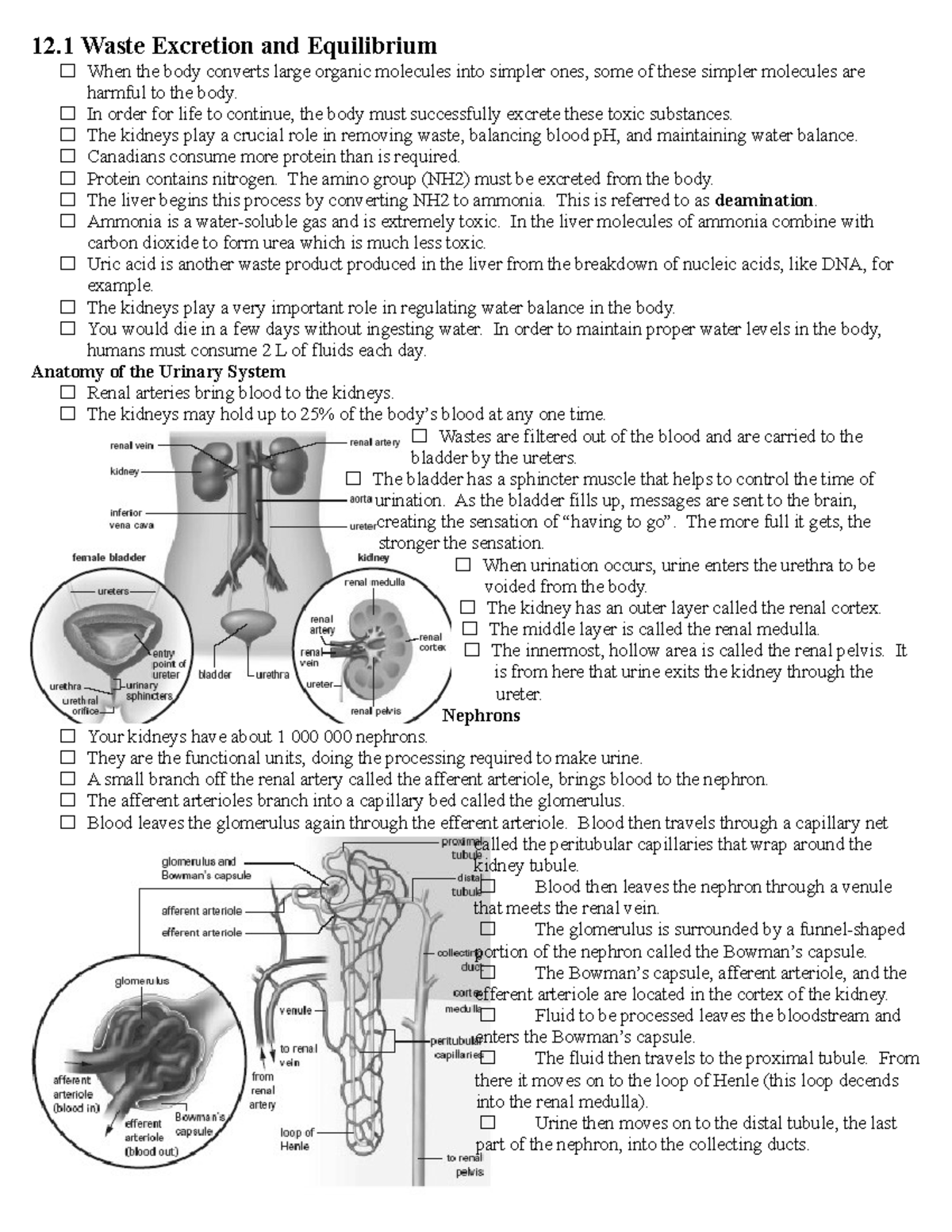Kidneys anatomy review notes - 12 Waste Excretion and Equilibrium When ...