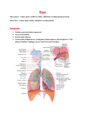 Splot ramienny - anatomia prawidłowa - Studocu