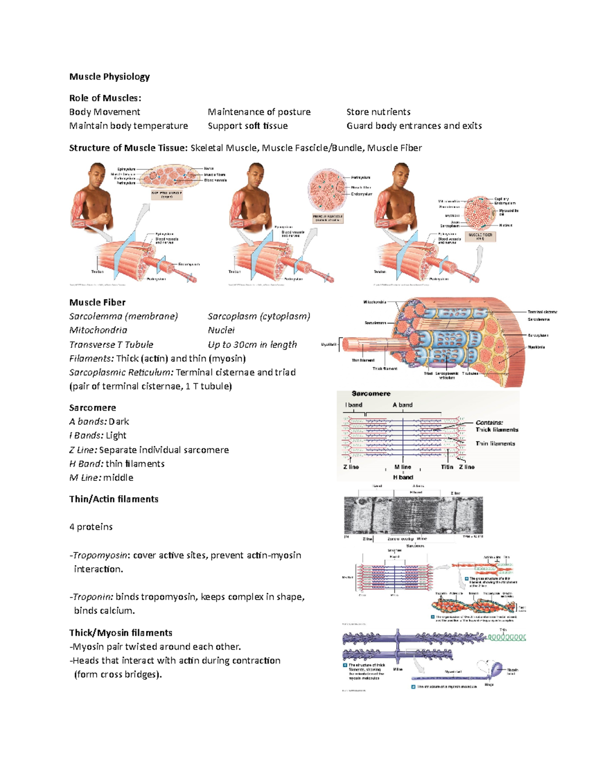 Muscle Physiology notes - Muscle Physiology Role of Muscles: Body ...