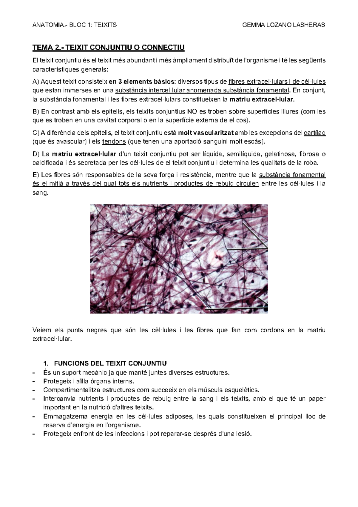 TEMA 2. Teixit Conjuntiu - ANATOMIA 1r INFERMERIA - TEMA 2.- TEIXIT ...