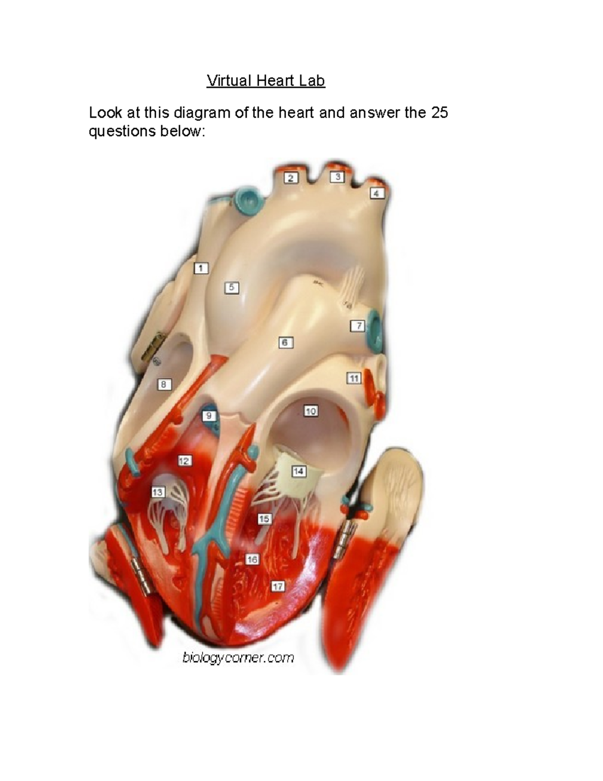 Heart AP lab questions - Virtual Heart Lab Look at this diagram of the ...