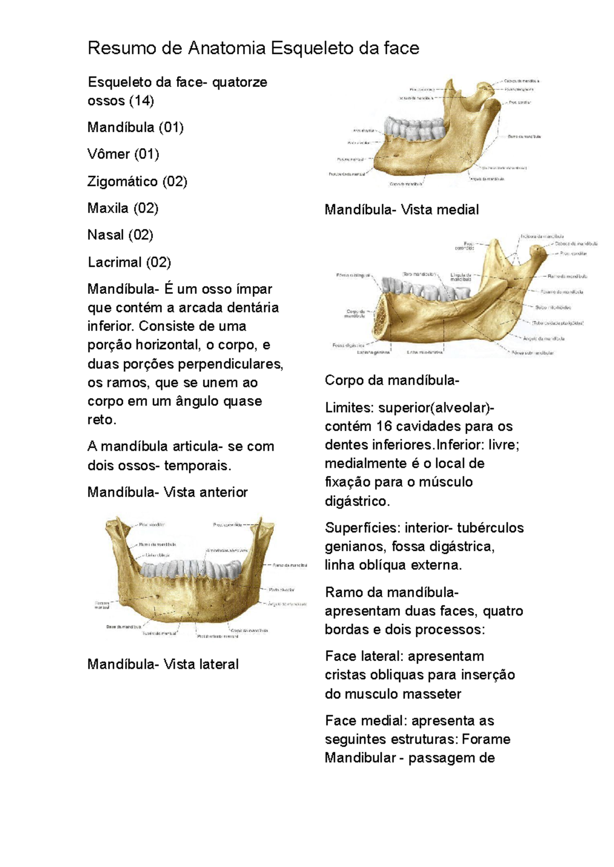 Esqueleto da face - aulas praticas de anatomia - Esqueleto da face ...