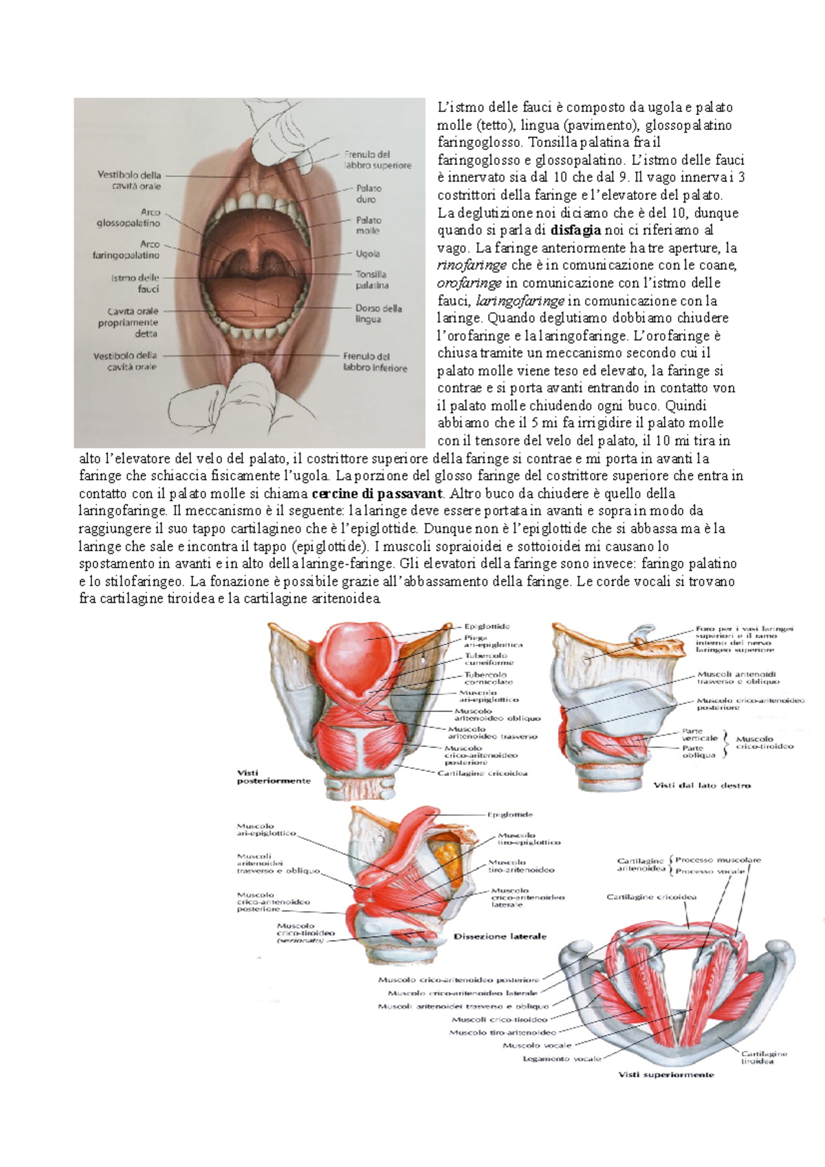 Deglutizione 2 - L’istmo delle fauci è composto da ugola e palato molle ...