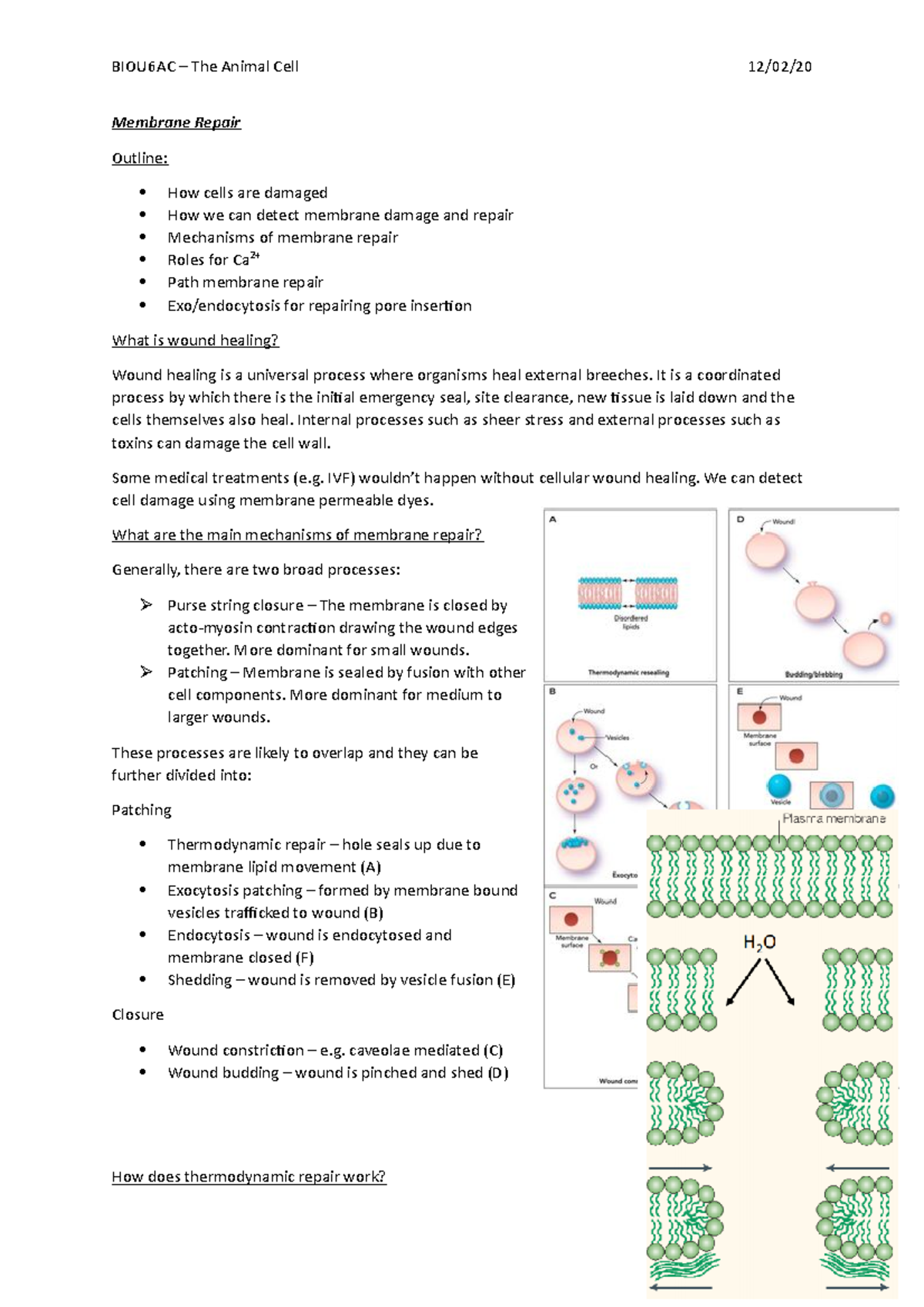 Membrane Repair - BIOU6AC – The Animal Cell 12/02/ Membrane Repair ...