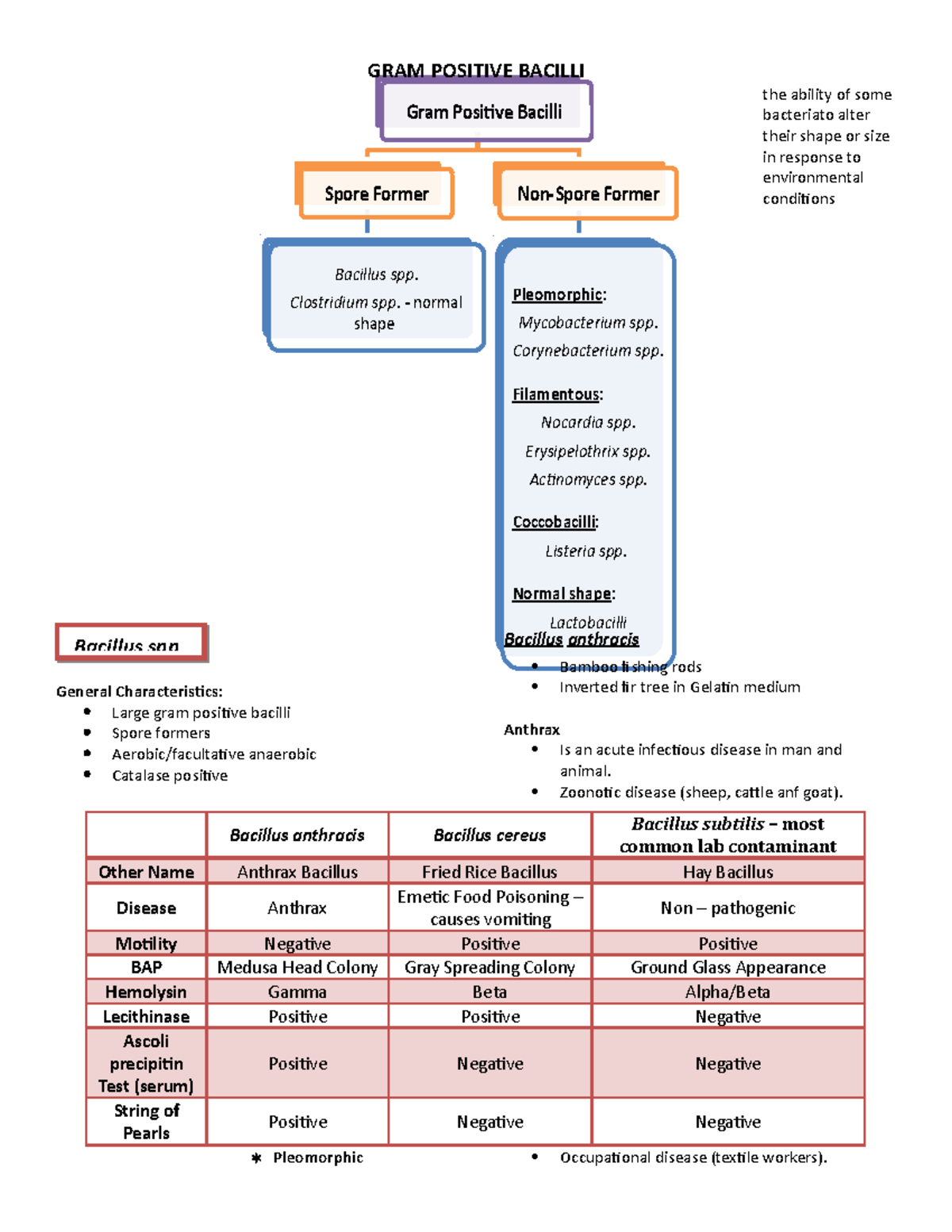 12 GRAM- Positive- Bacilli - GRAM POSITIVE BACILLI - the ability of ...