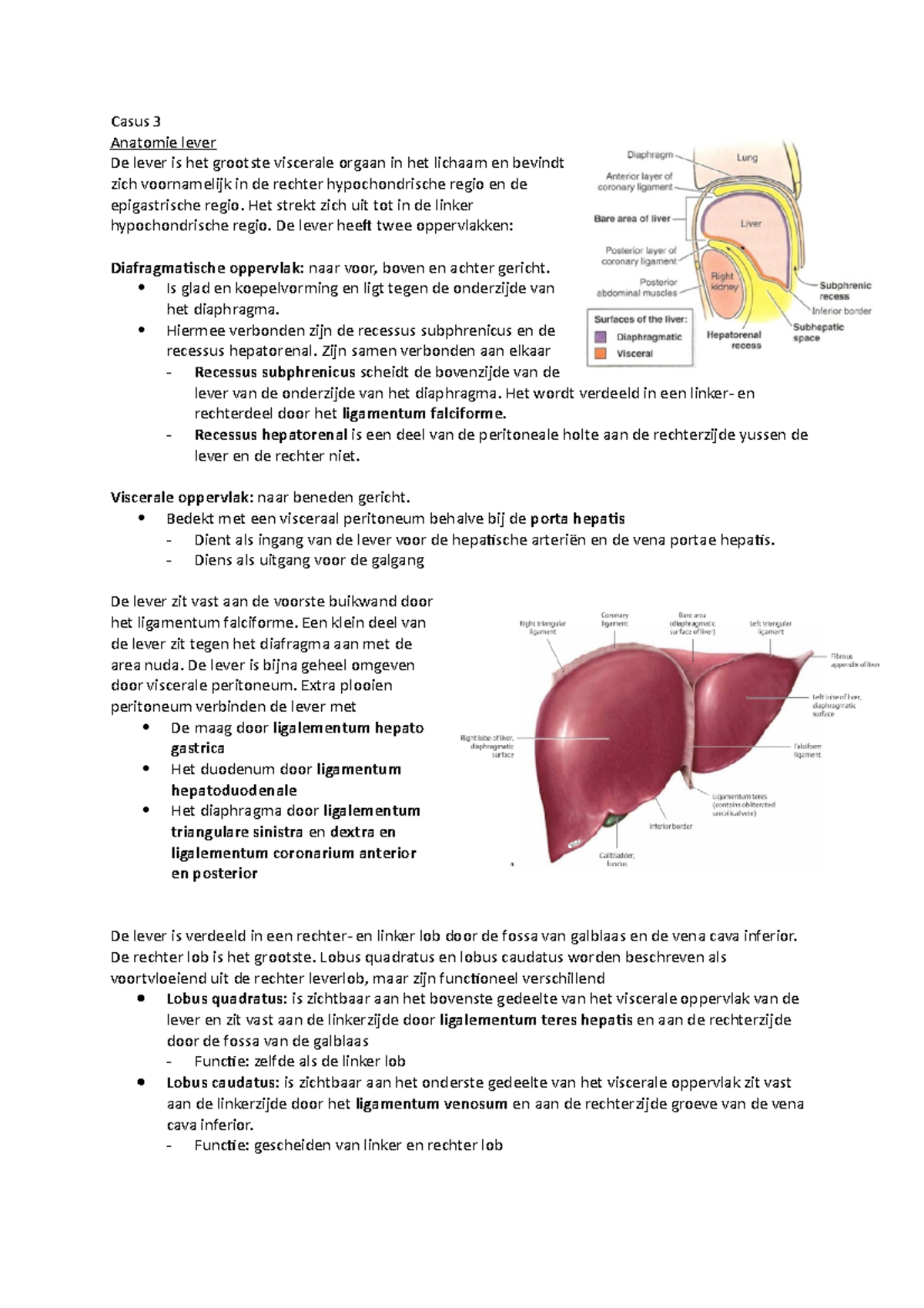 Casus 3 lever en galblaas - Casus 3 Anatomie lever De lever is het ...