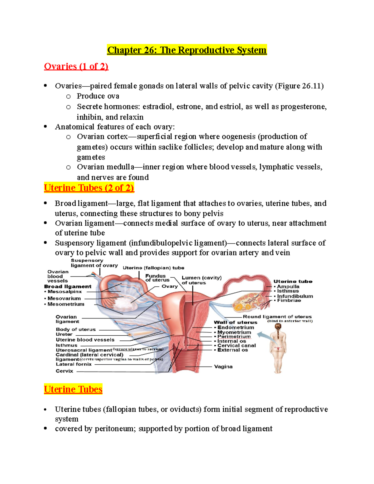 Chapter 26 61 - mr. aguilar class - Chapter 26: The Reproductive System ...