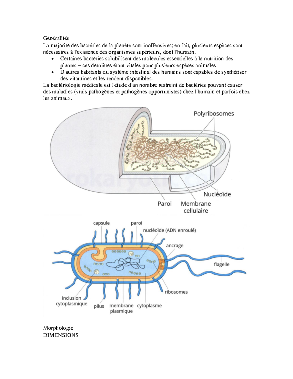 Bacteriologie - Introduction à l'étude des bactéries. - Généralités La ...