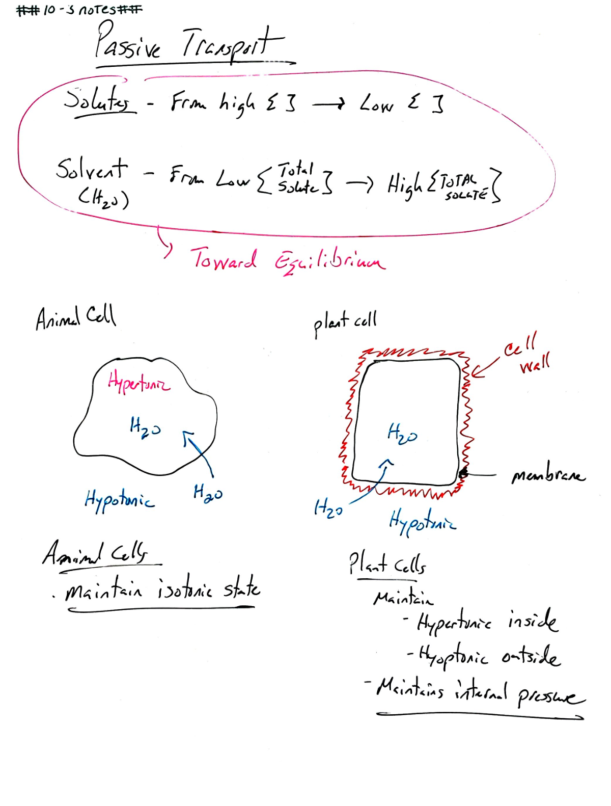 10-3 notes - Passive Transport - 10-3 notes##F Passive Transport ...