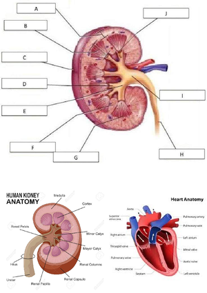 QAdds Chart - NUR1100 - Studocu