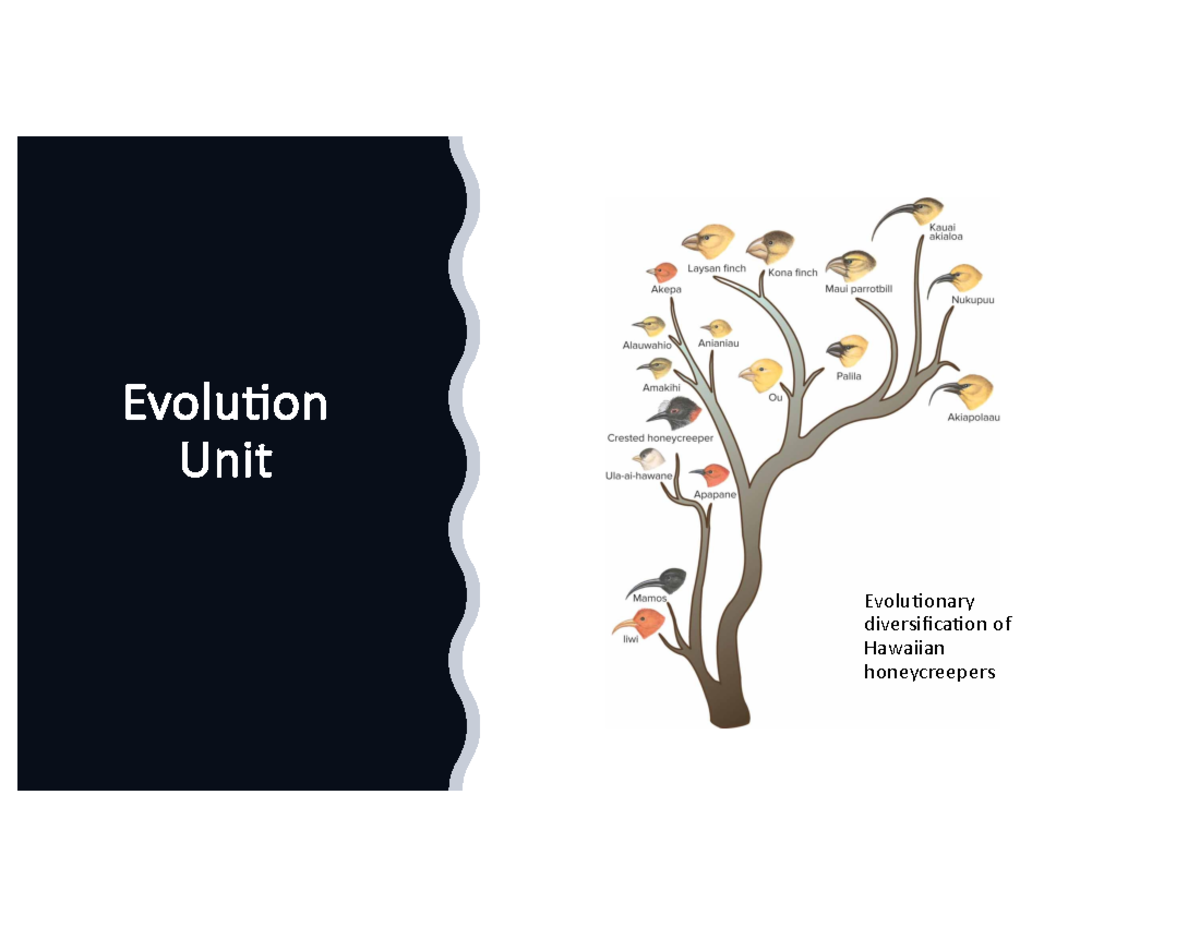 Evolution (zoology) - notes - Evolu&on Unit Evolu&onary diversifica&on ...