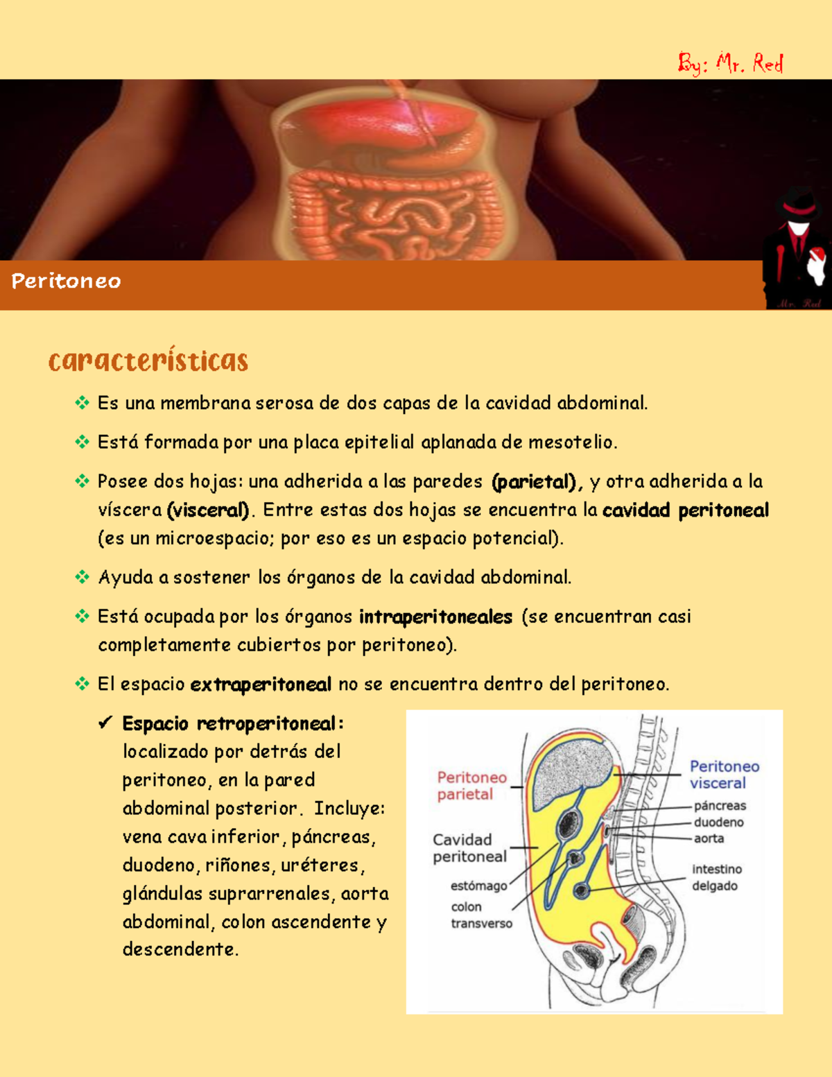Peritoneo - Resumen - Características Es una membrana serosa de dos ...