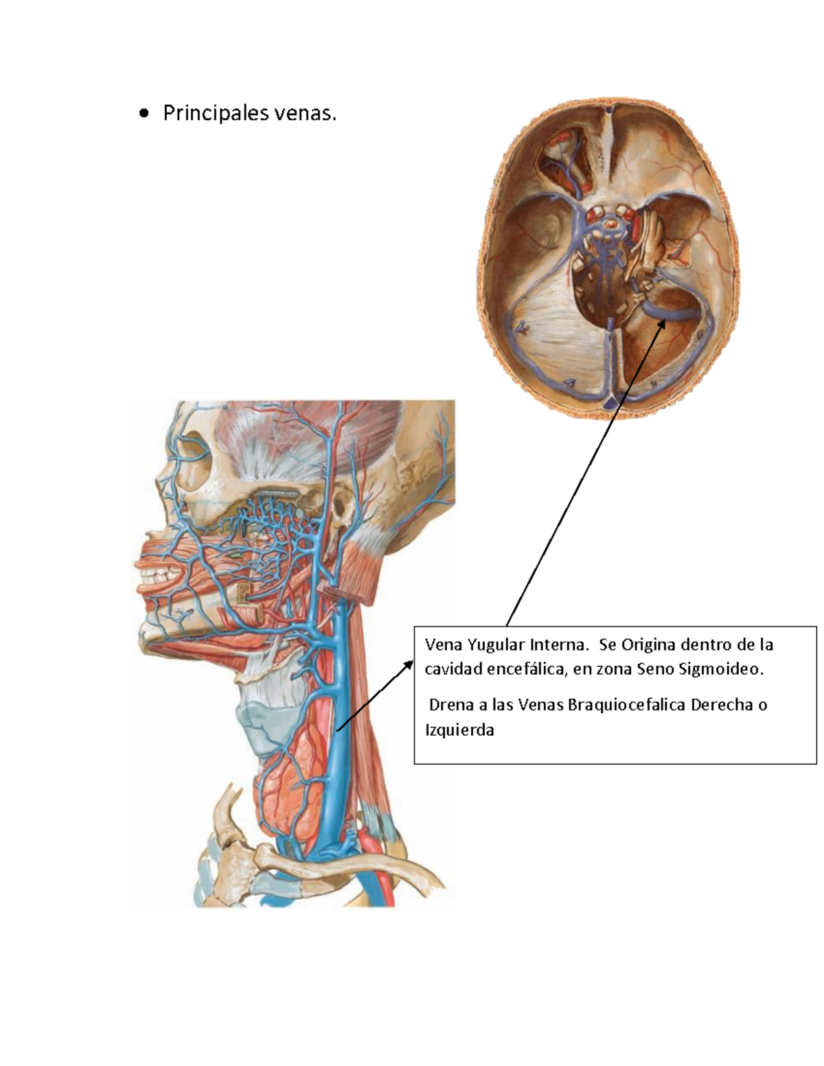 Venas - Sistema Respiratorio Anatomía. Descripción y posición de los ...