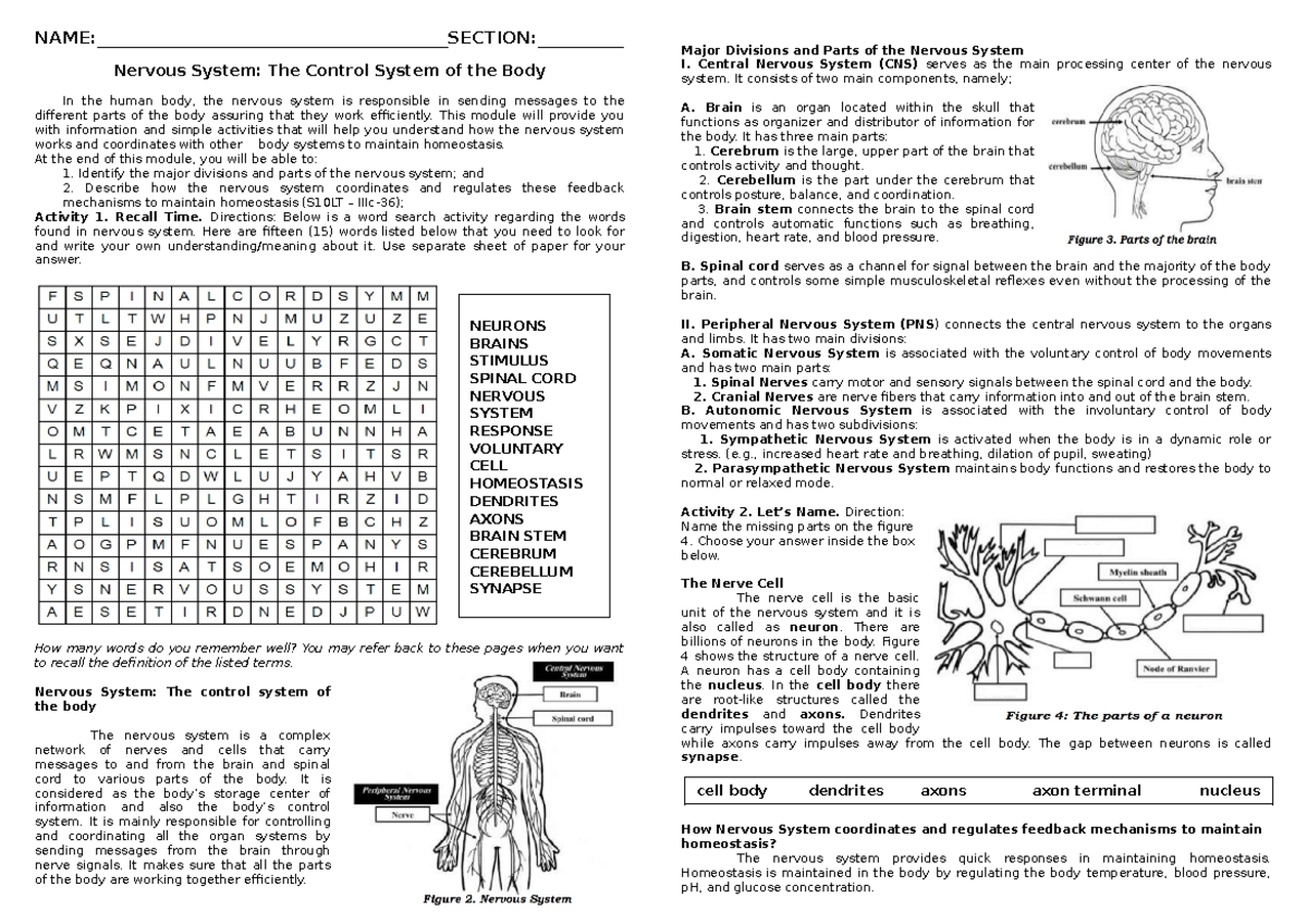 The Central Nervous System - NAME ...