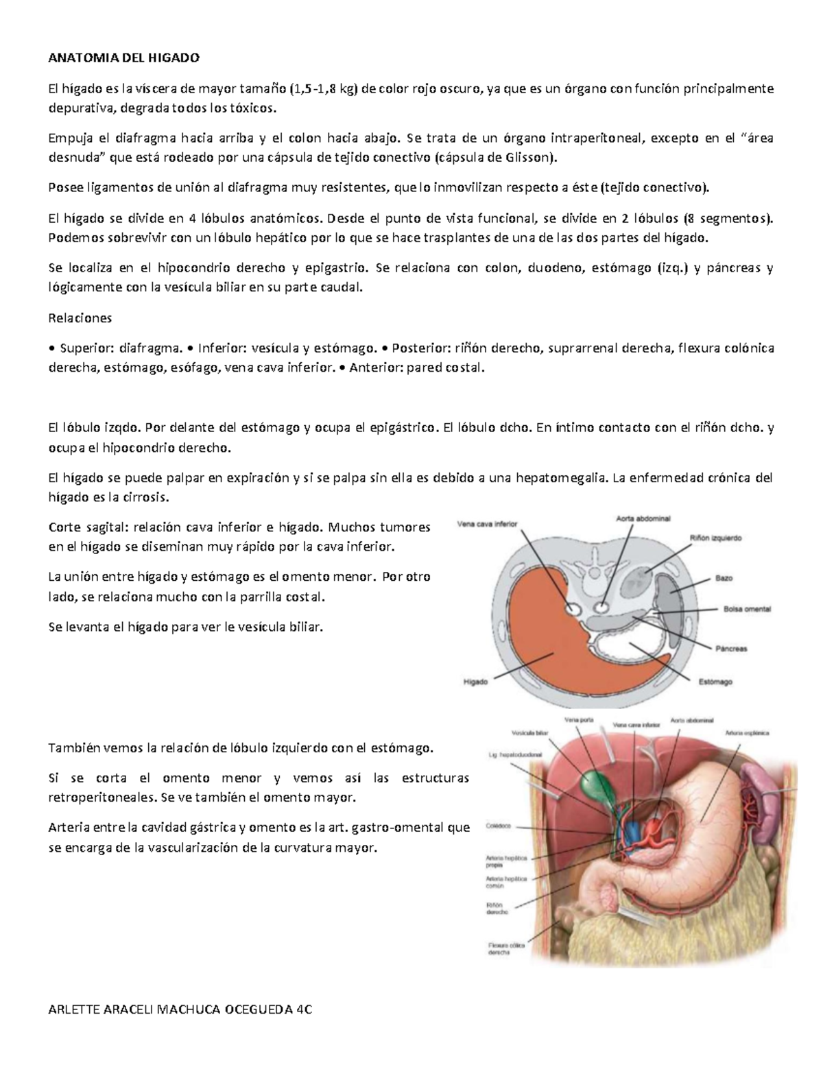anatomia y fisiologia hepatica - Warning: TT: undefined function: 32 Warning: TT: undefined ...