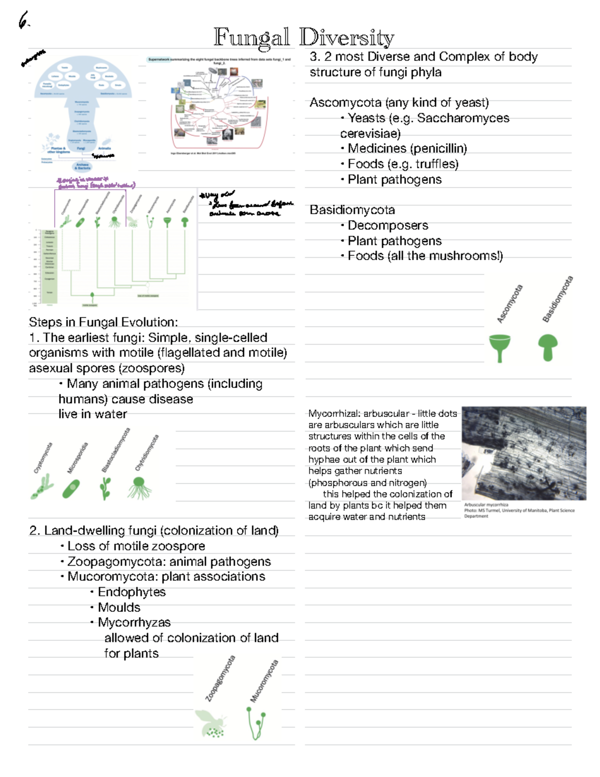Week 11 Fungal Diversity (chapter 24) - Fungal Diversity Steps in ...