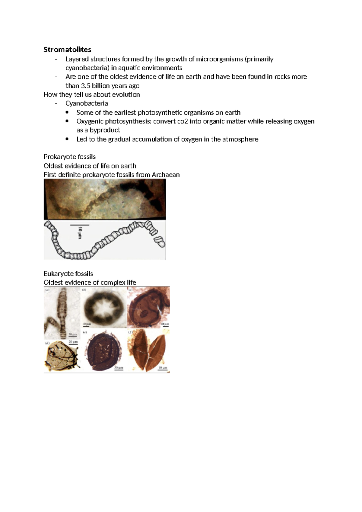 ERTH10002 fossils notes - Stromatolites Layered structures formed by ...