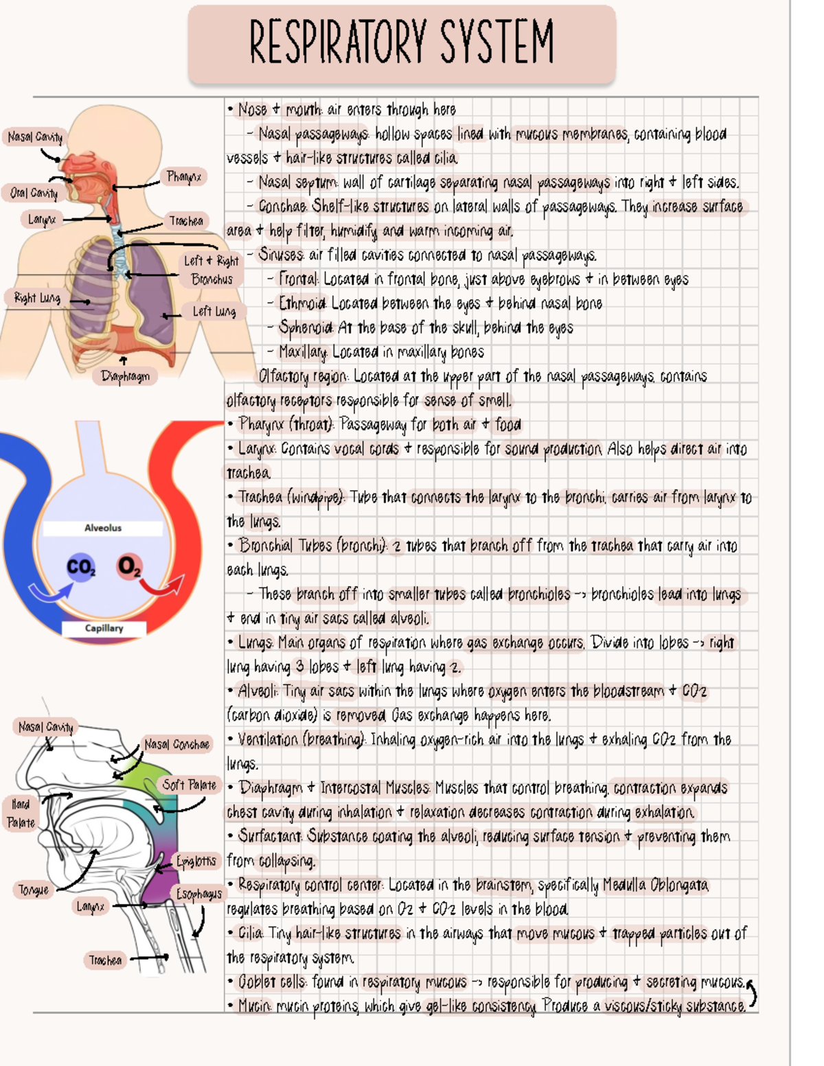 Respiratory system 1 page review notes - Respiratory System Nose ...
