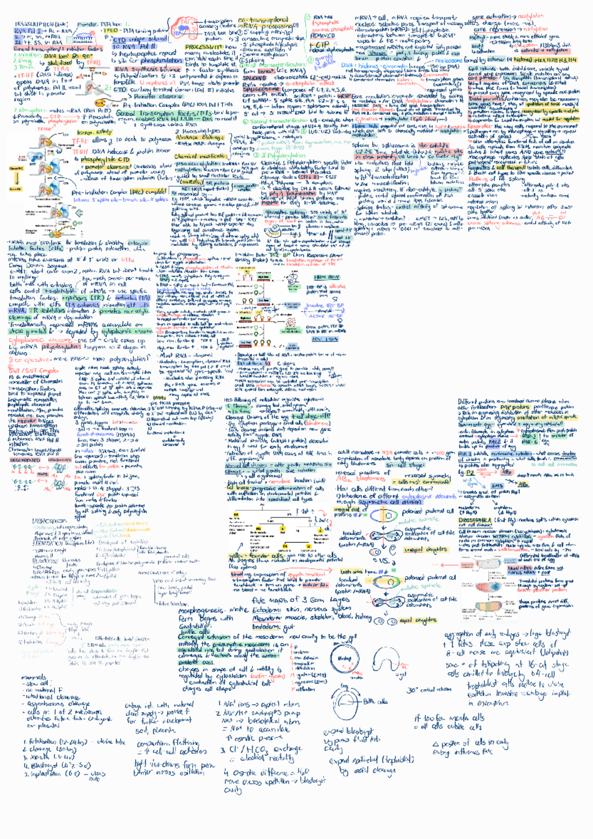 Cheat sheet Exam - transcription RNA has TAF cell, MRNA requires ...