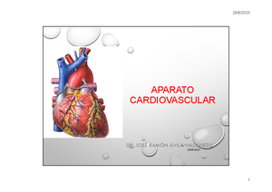 Examen Final Morfo II - Los recesos plurales costomediastinicos anteriores por su parte superior ...