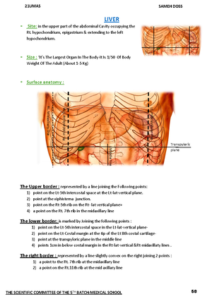 Pancreas anatomy summary - 73 THE SCIENTIFIC COMMITTEE OF THE 5THBATCH ...