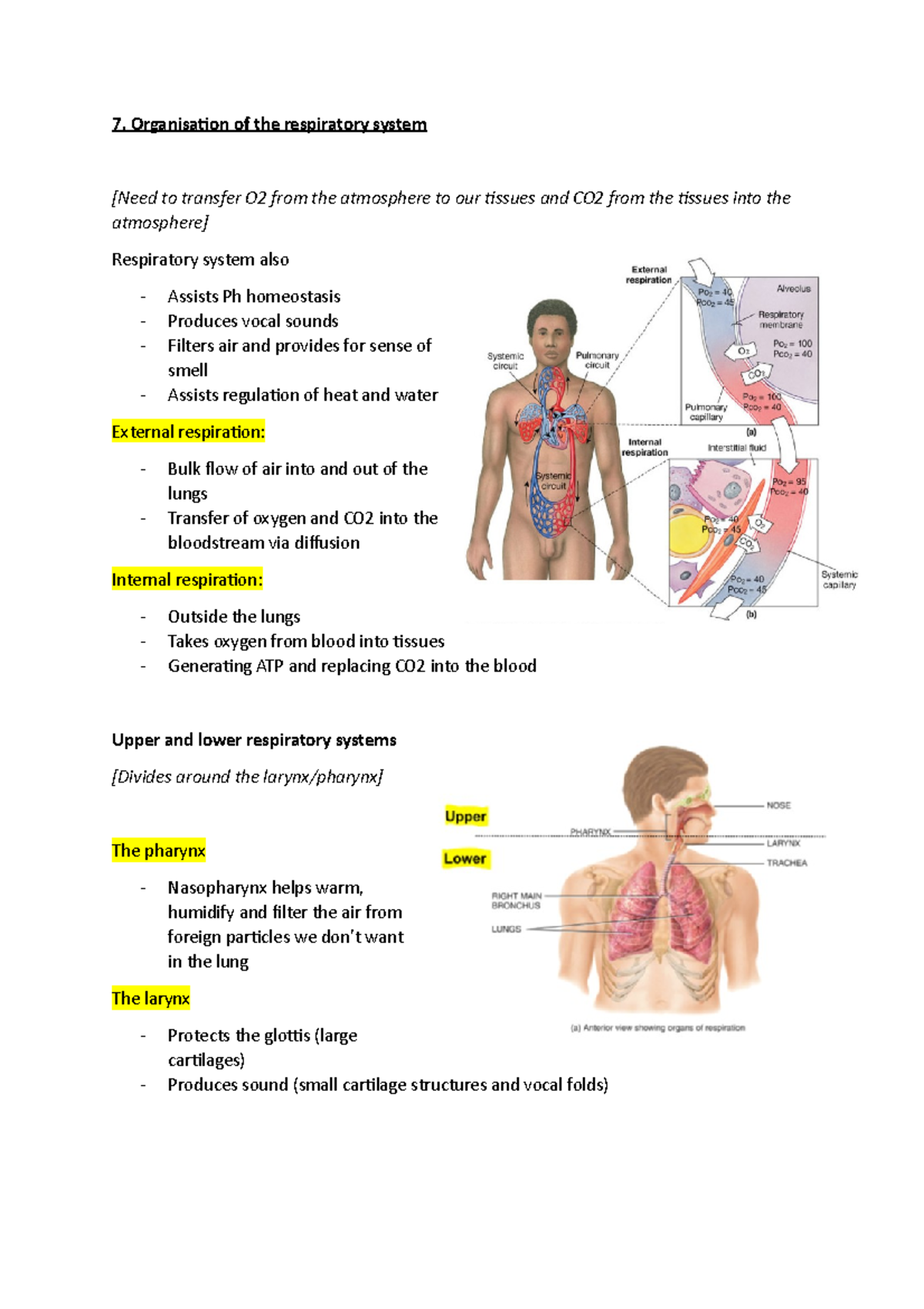 7. Organisation of the respiratory system - 7. Organisaion of the ...