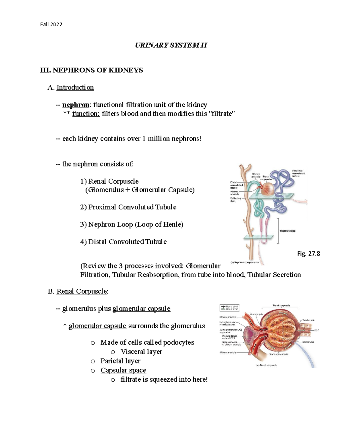 Urinary System II - A215 Fall2022 - URINARY SYSTEM II III. NEPHRONS OF ...