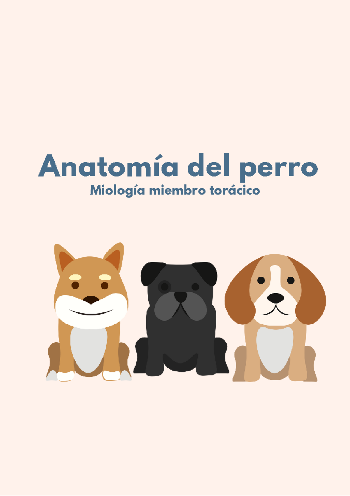 Miología Miembro Torácico - Anatomía del perro Miología miembro ...