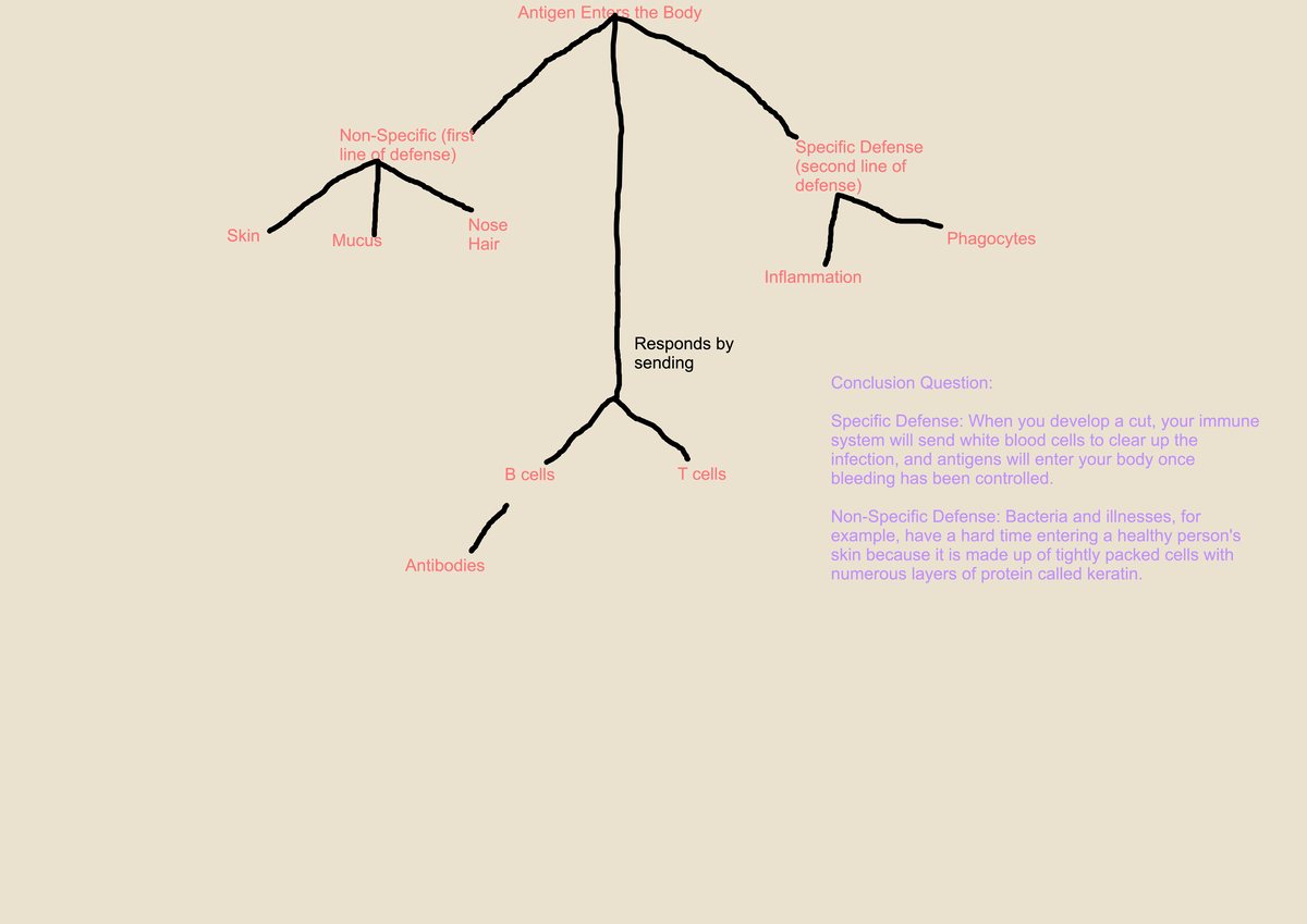 Concept Map-Lines of Defense - Antigen Entags the Body (firs line of ...