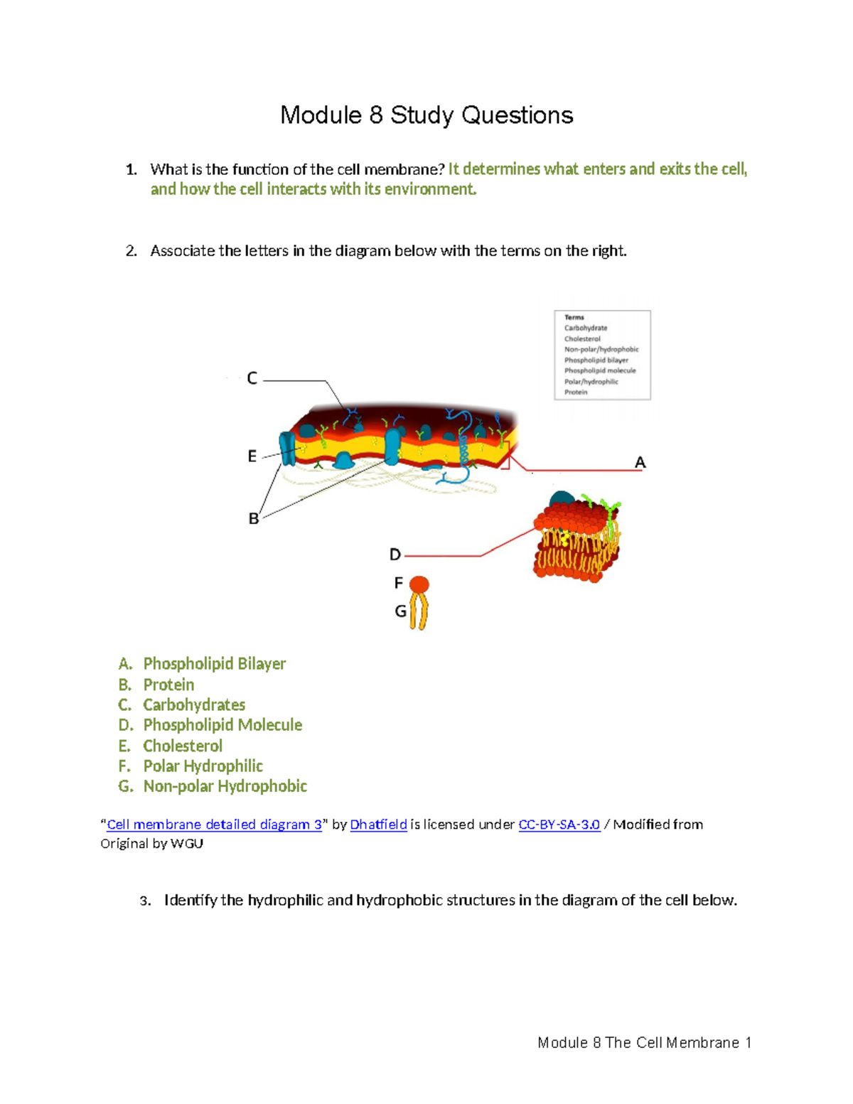 C190.v3 module 8 study questions - Module 8 Study Questions 1. What is ...