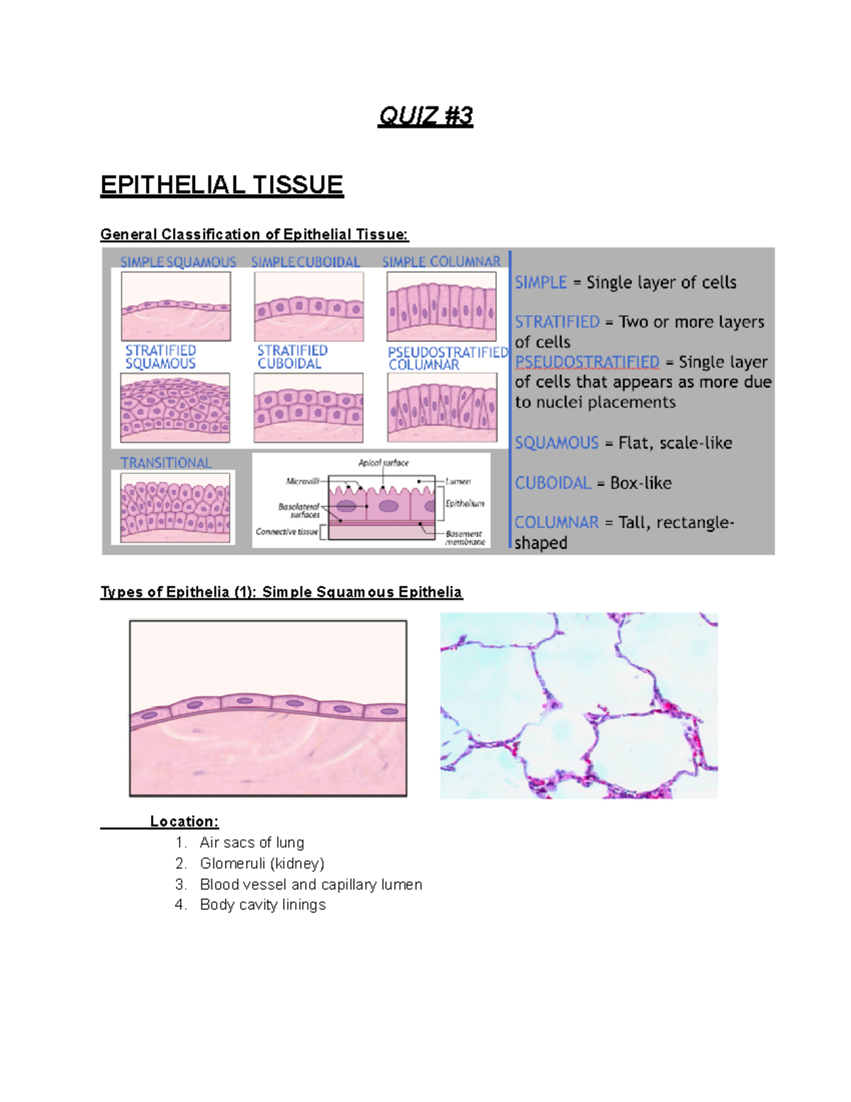 Quiz #3 Cell Types - quiz 3 study guide - QUIZ EPITHELIAL TISSUE ...