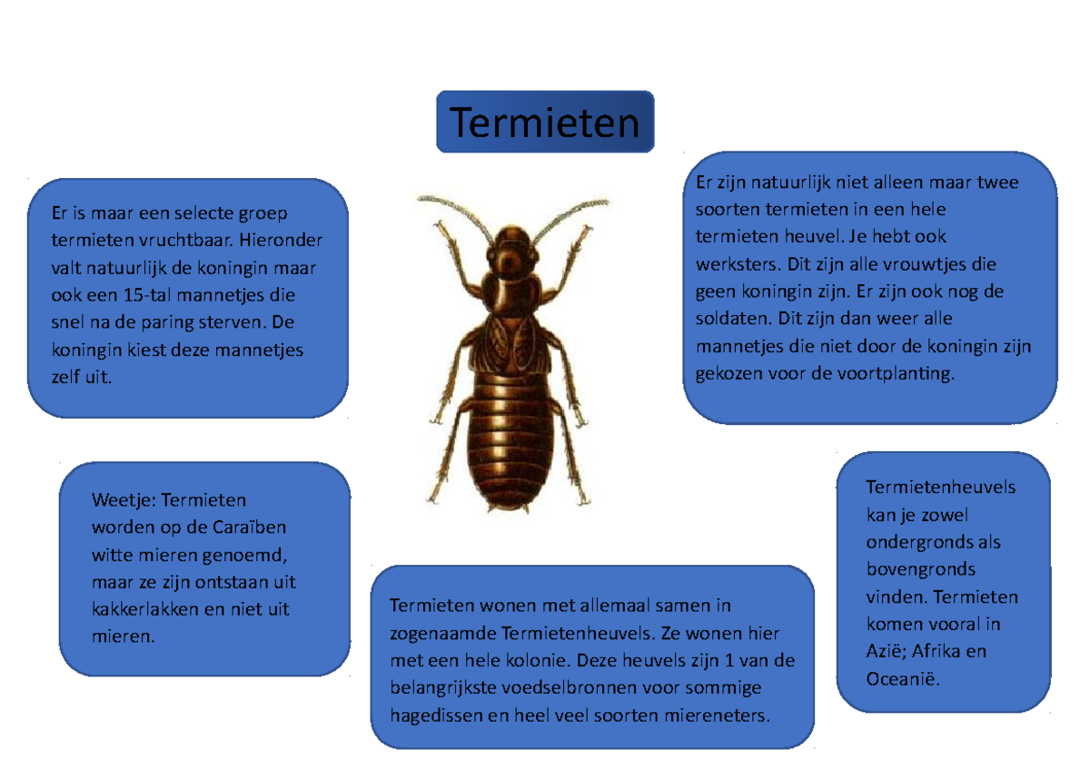 Termieten - Termieten Termietenheuvels kan je zowel ondergronds als ...