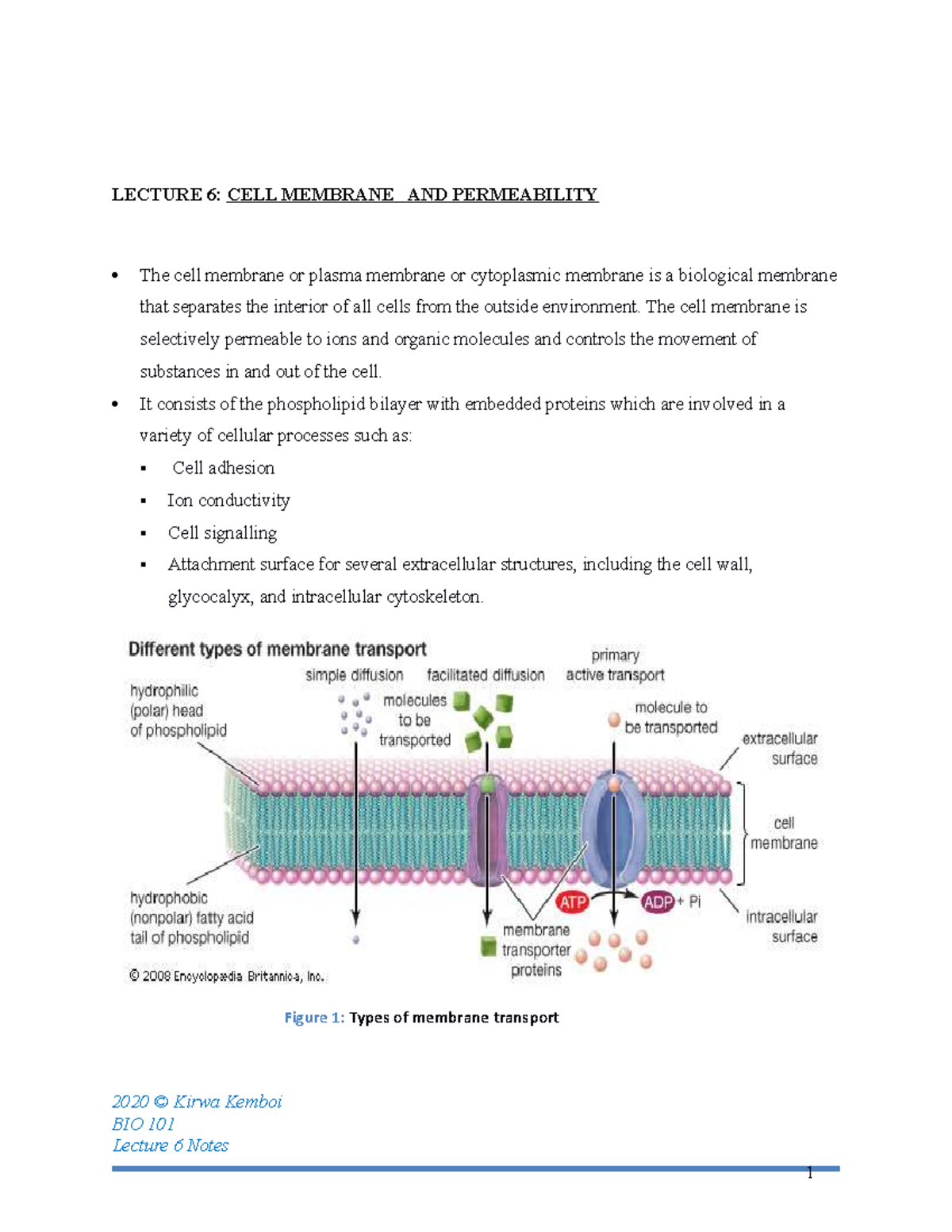 Lecture 6 Notes - LECTURE 6: CELL MEMBRANE AND PERMEABILITY The cell ...
