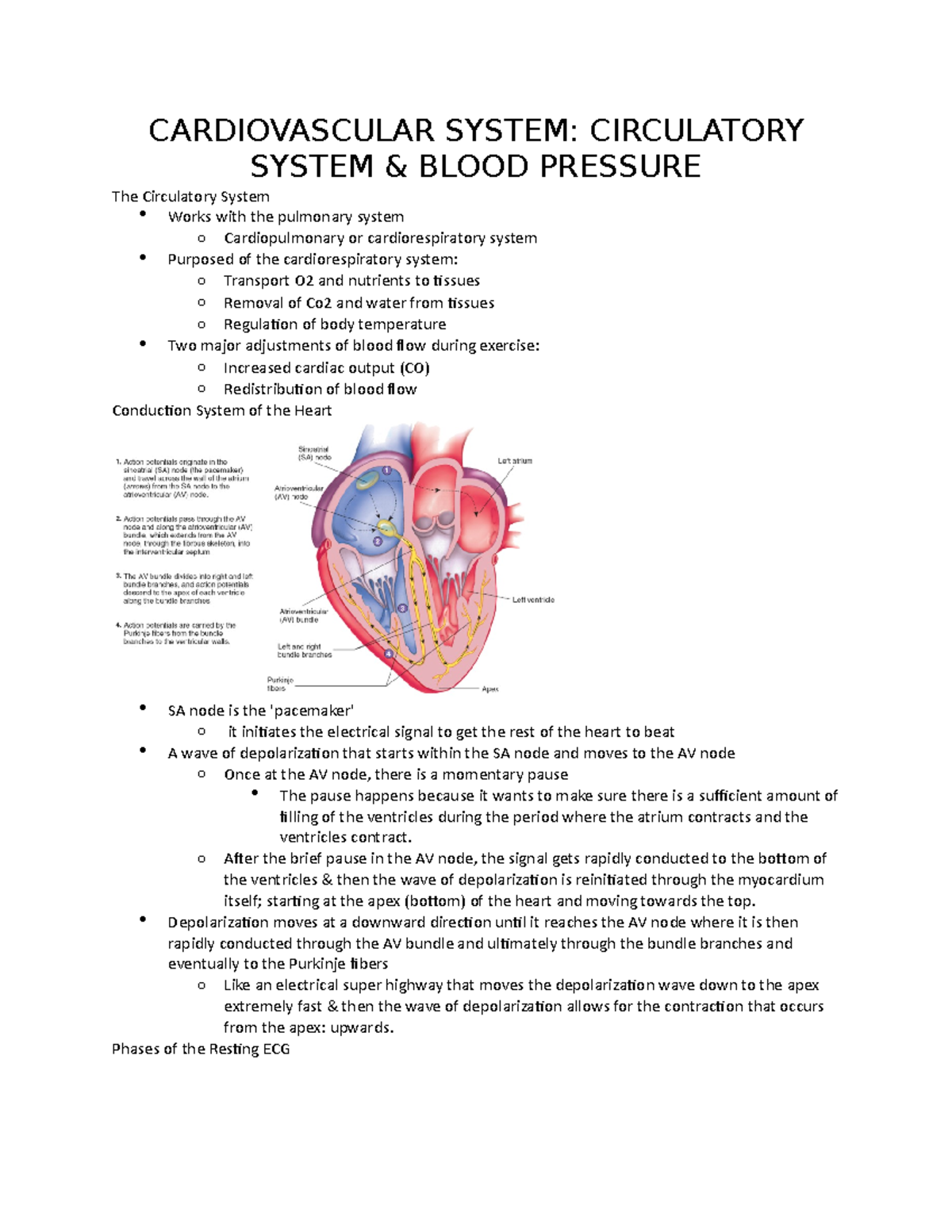 CARDIOVASCULAR SYSTEM: CIRCULATORY SYSTEM & BLOOD PRESSURE - o After ...