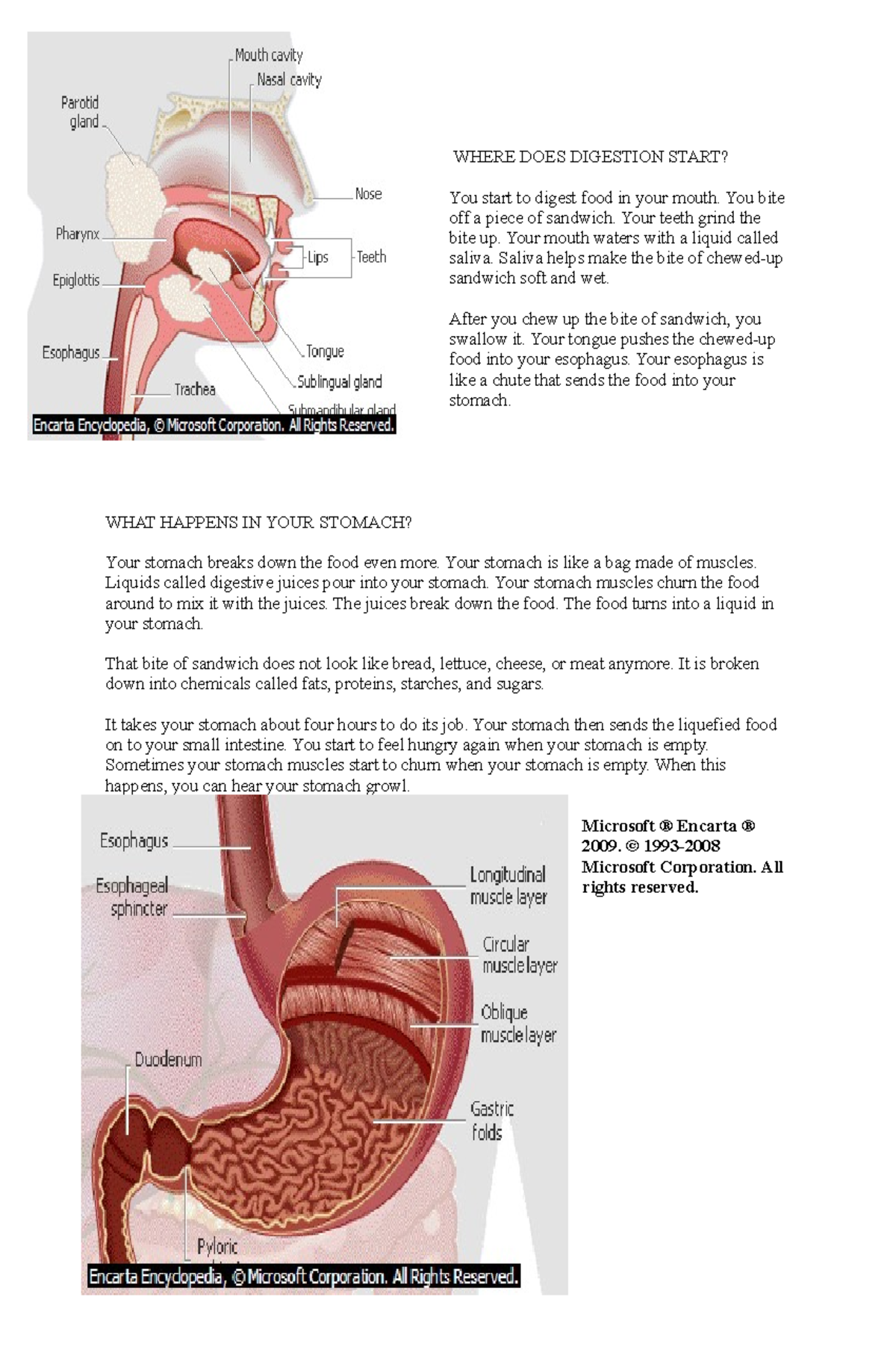 THE Digestive System - WHERE DOES DIGESTION START? You start to digest ...