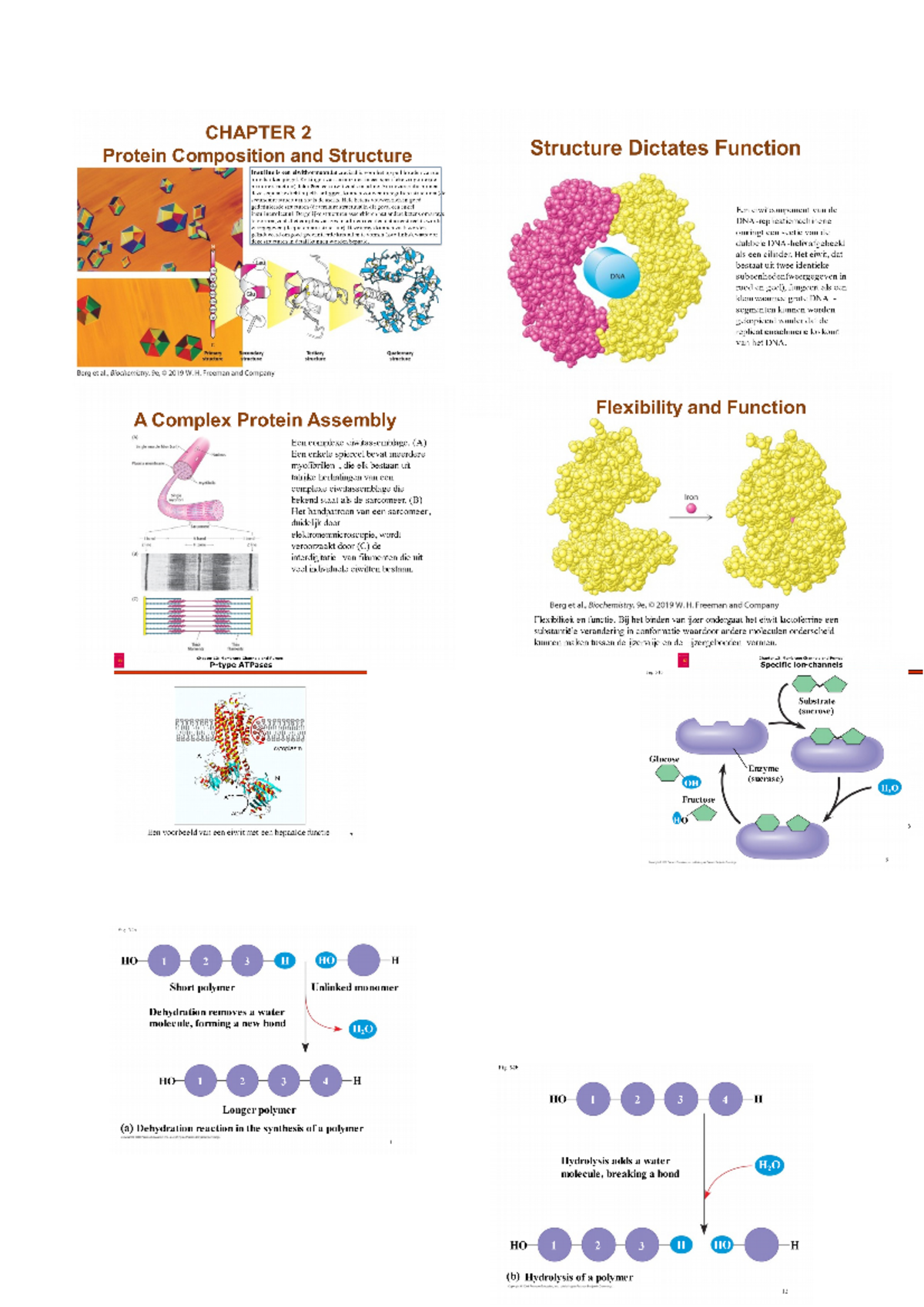 Powerpoint slides week 1 deel 1 - Enzymen - Studeersnel