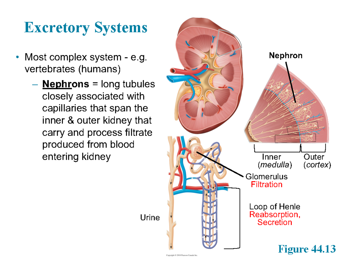 BIOL1030 Lecture 11 class - Copyright © 2018 Pearson Canada Inc. 42 - 1 ...