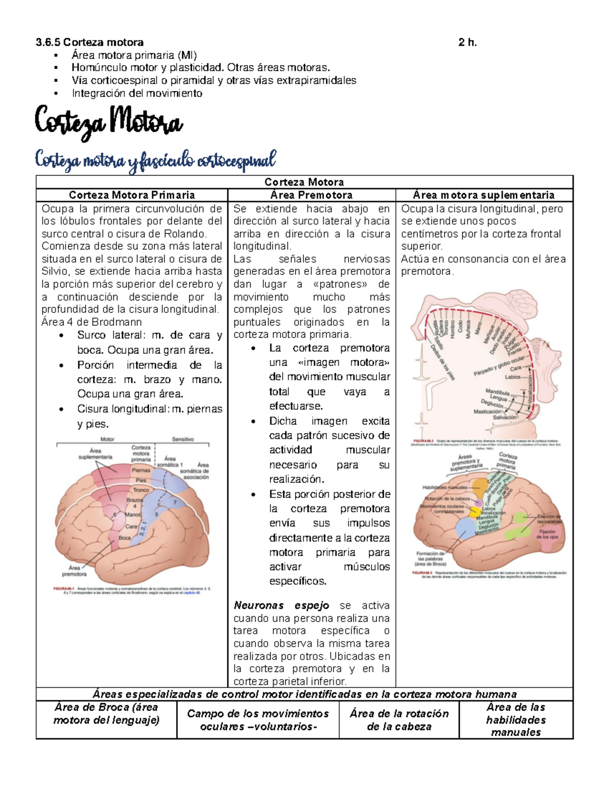 Corteza Motora - Fisiología de Guyton - 3.6 Corteza motora 2 h. Área ...