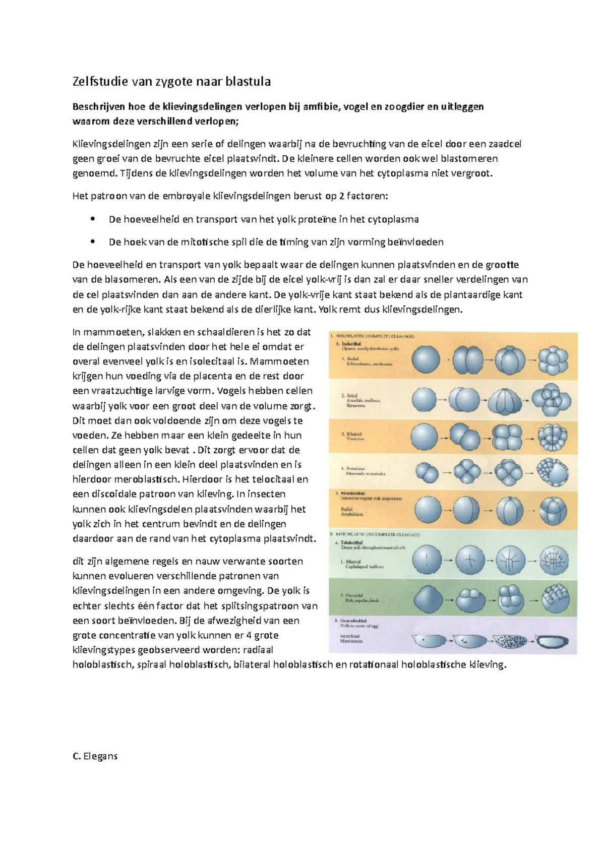 Zelfstudie van zygote naar blastula - Zelfstudie van zygote naar ...