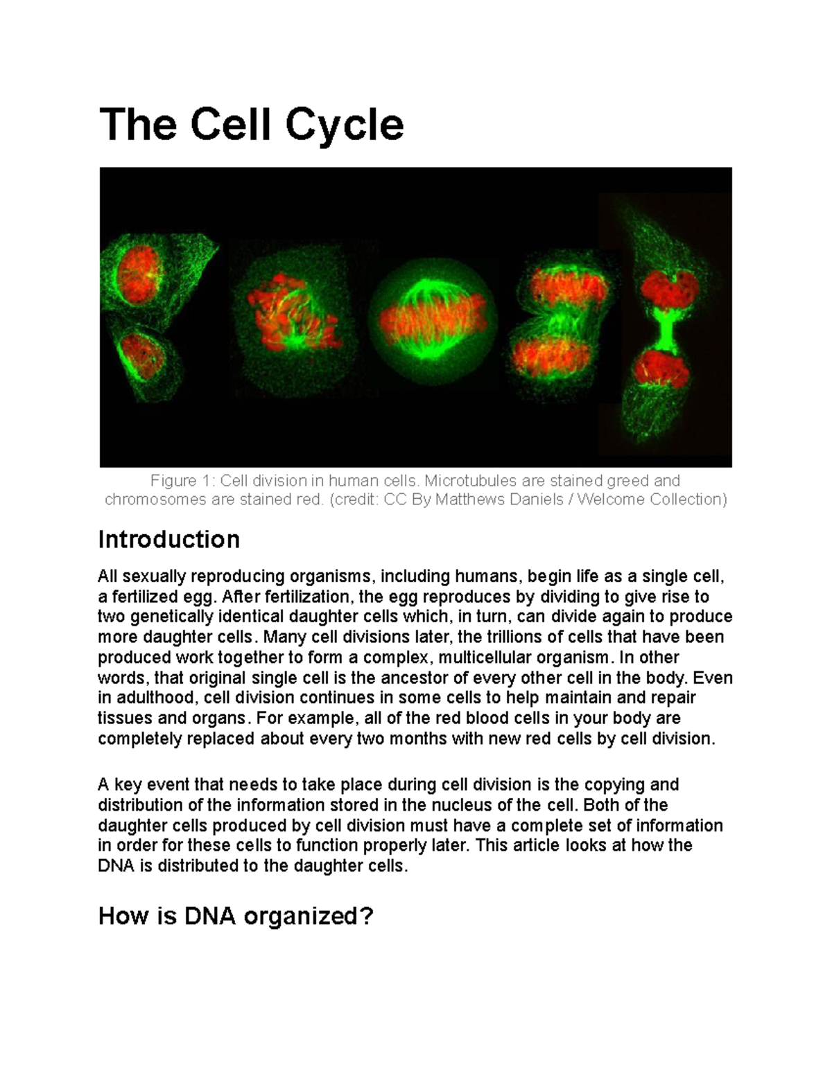 The Cell Cycle - notes - The Cell Cycle Figure 1: Cell division in ...
