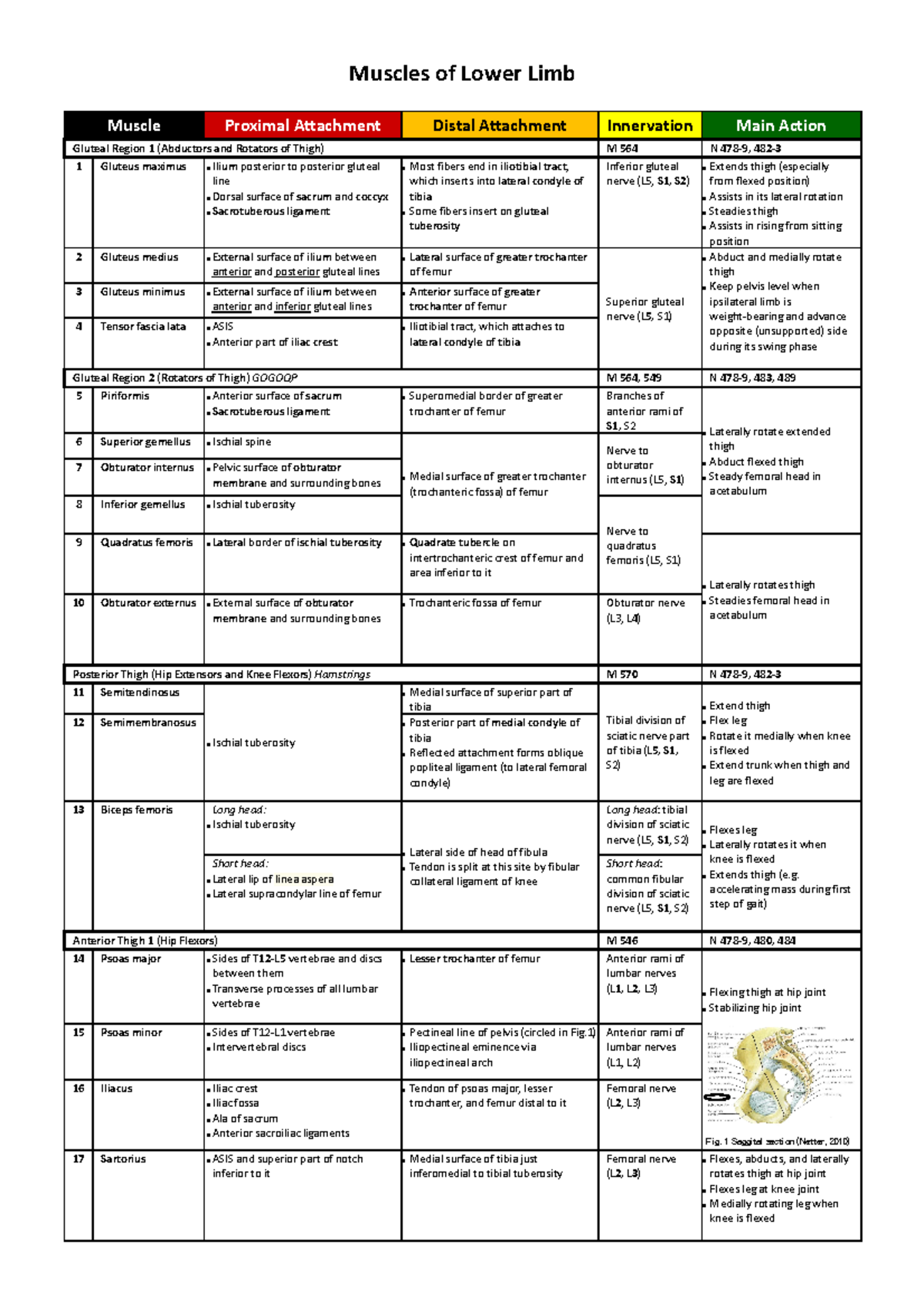 Muscle chart summary of Moore textbook - Muscles of Lower Limb Muscle ...