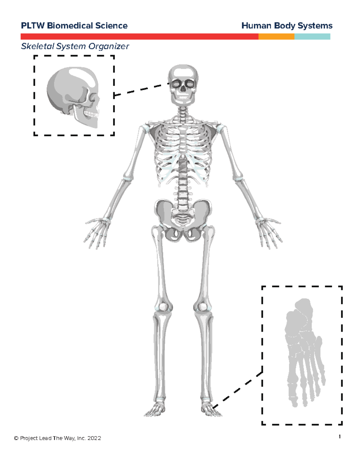HBS Skeletal System Organizer - PLTW Biomedical Science [Course Name ...