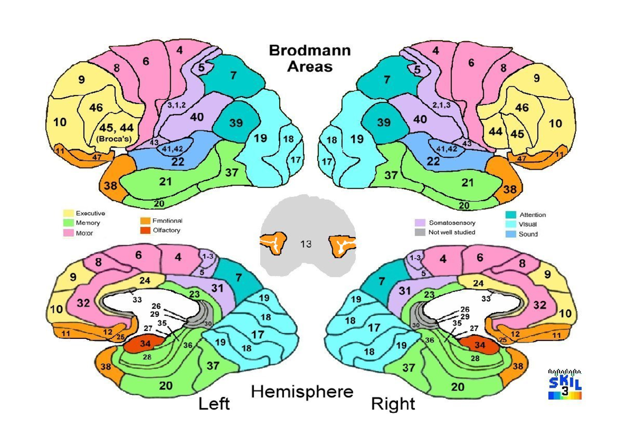 374713350 Areas de Brodmann - ÁREAS DE BRODMANN El investigador ...