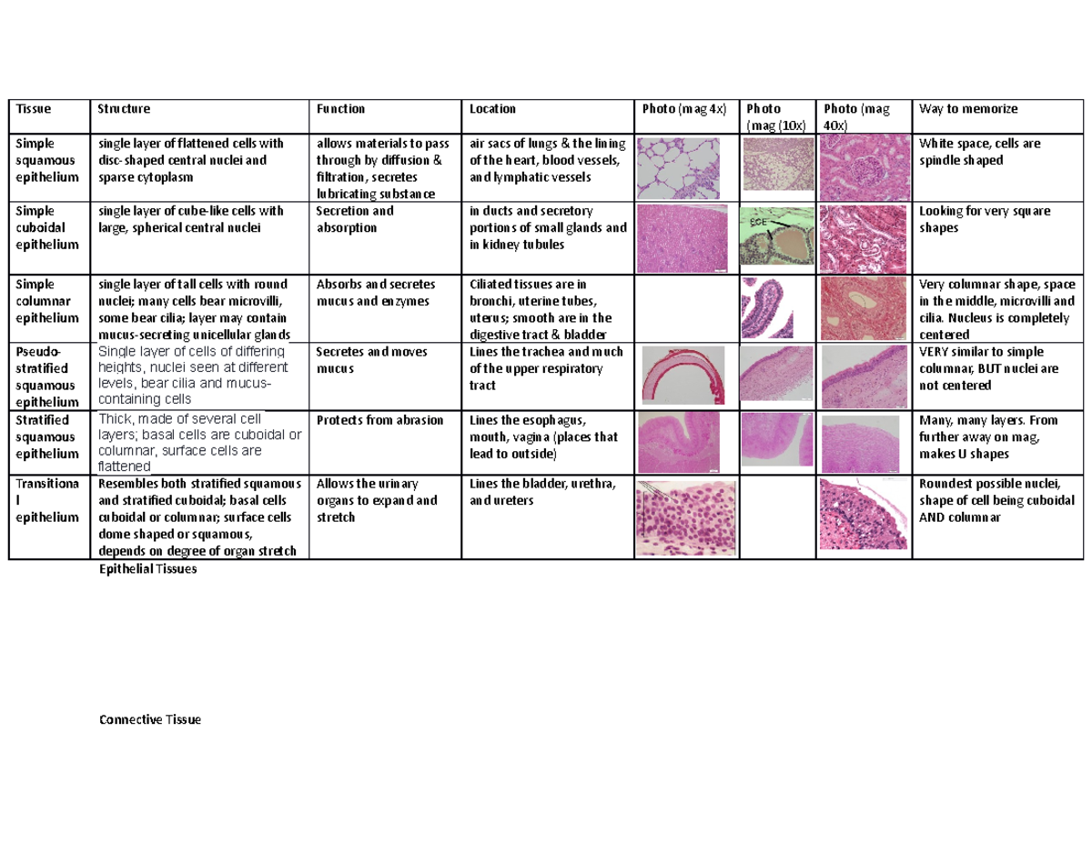 Lab 3 Study Guide - Tissue Structure Function Location Photo (mag 4x ...