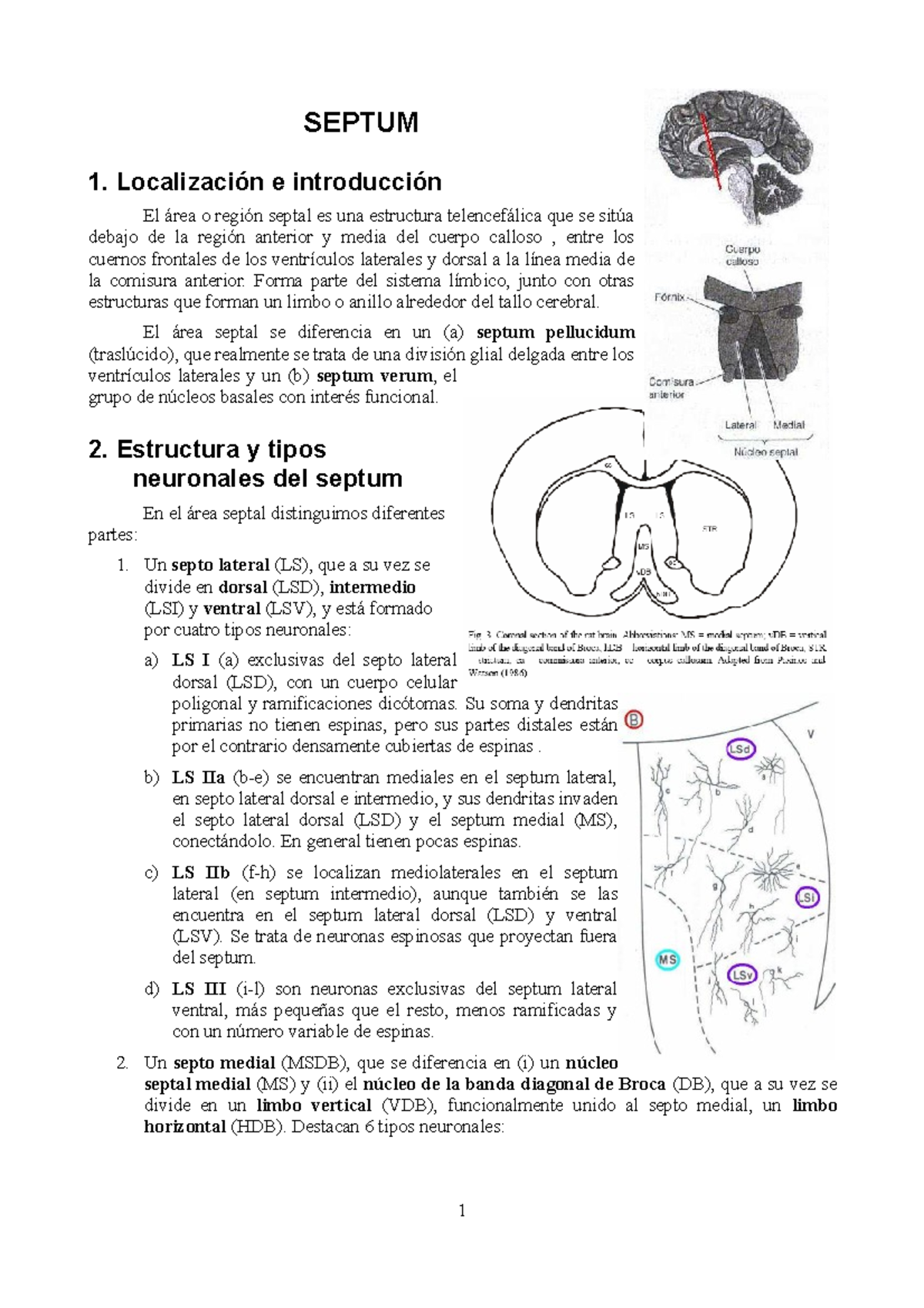 Septum - Neuroanatomia - SEPTUM 1. Localización e introducción El área ...